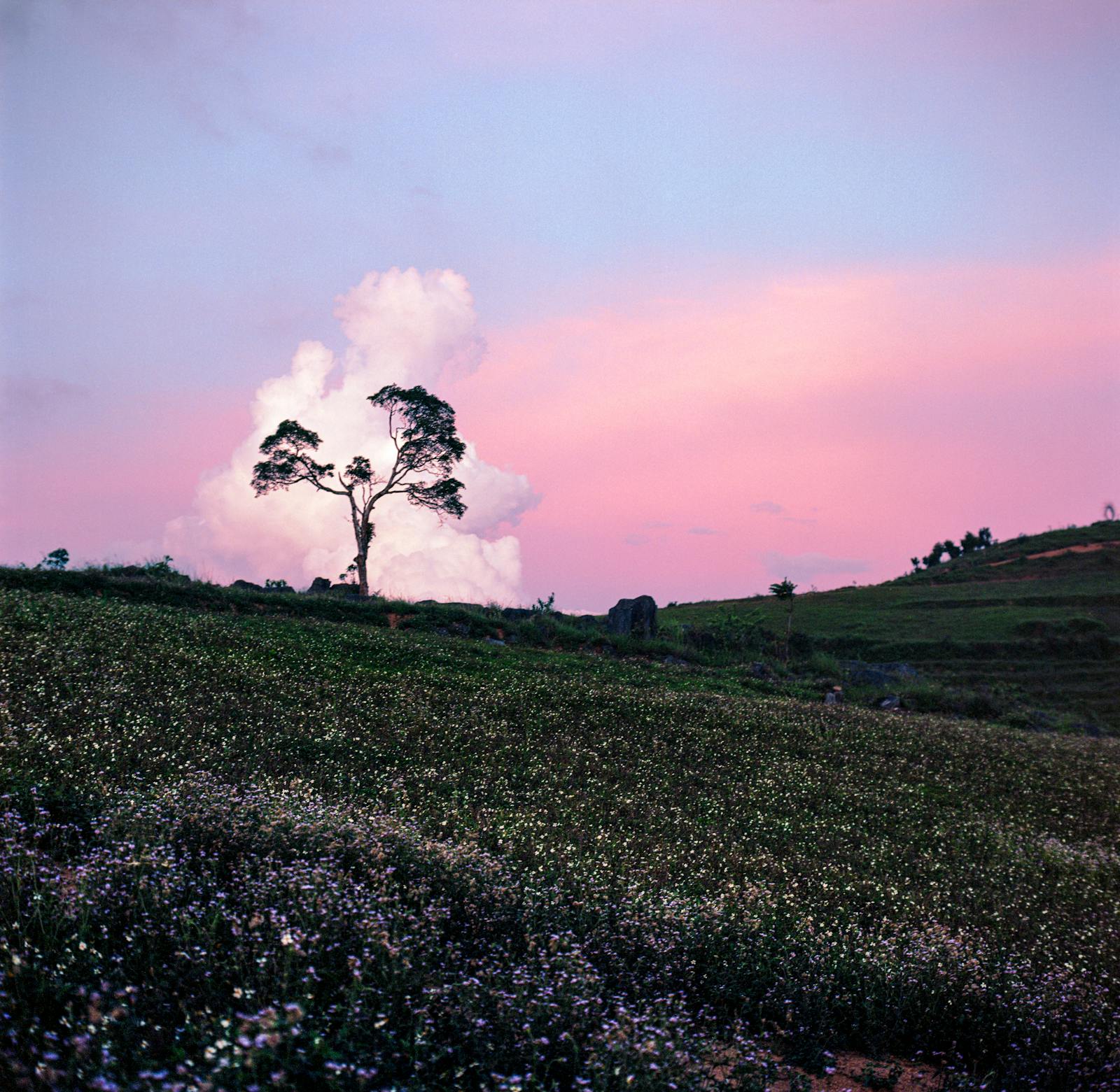 Single Tree Photos, Download The BEST Free Single Tree Stock Photos ...