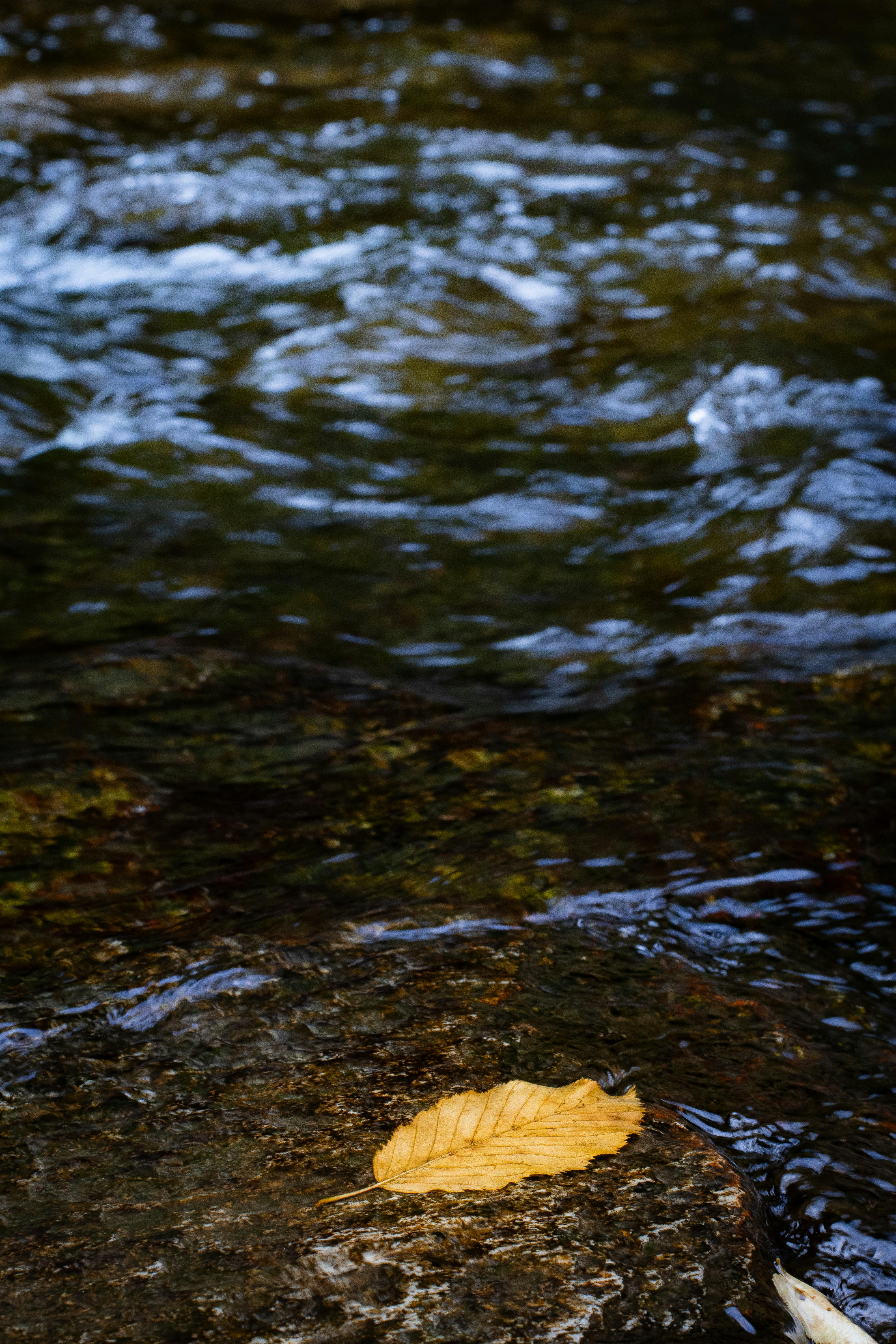 Close-up of a Yellow Leaf Floating on the Surface of the Water · Free ...