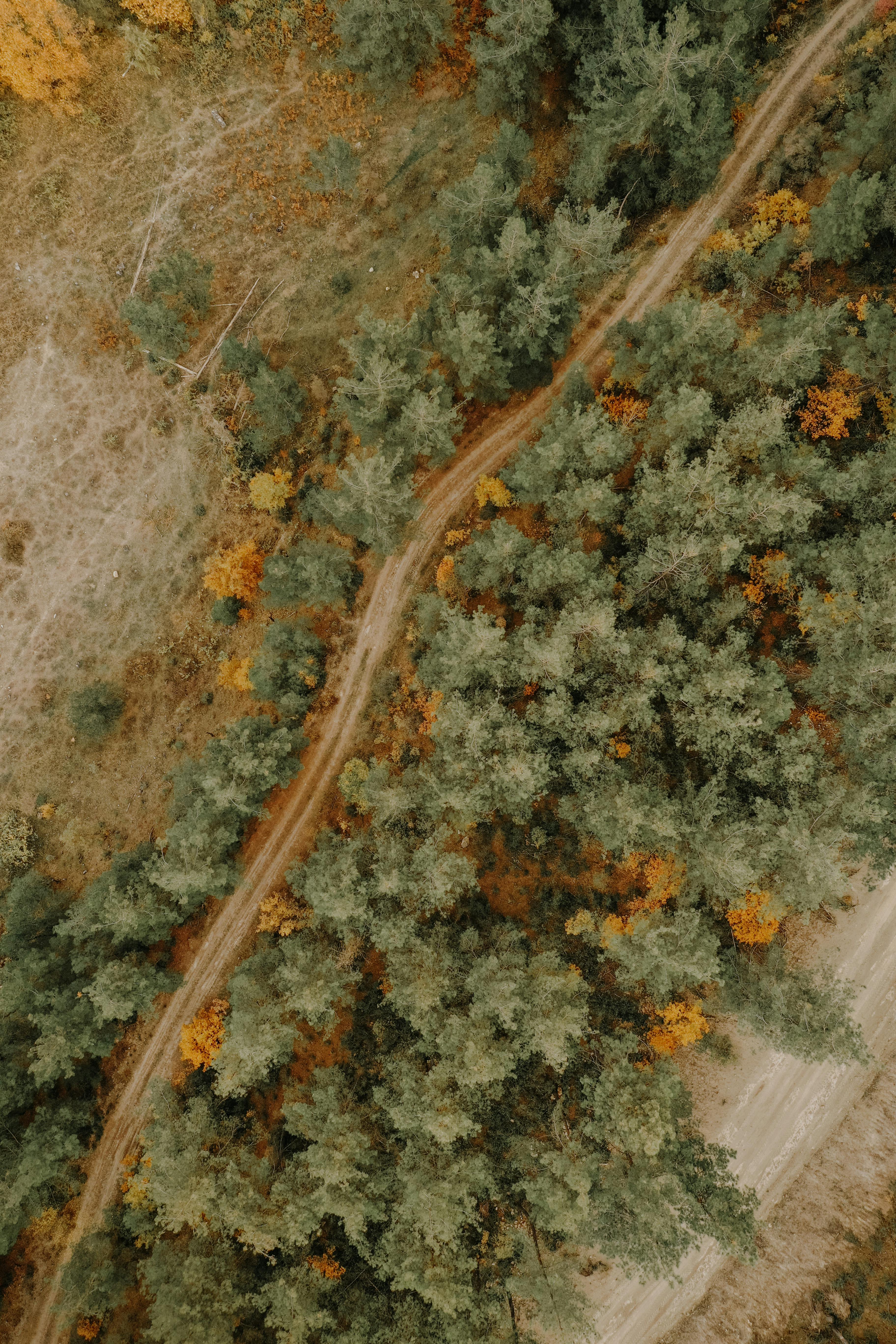 Birds Eye View of Forest · Free Stock Photo