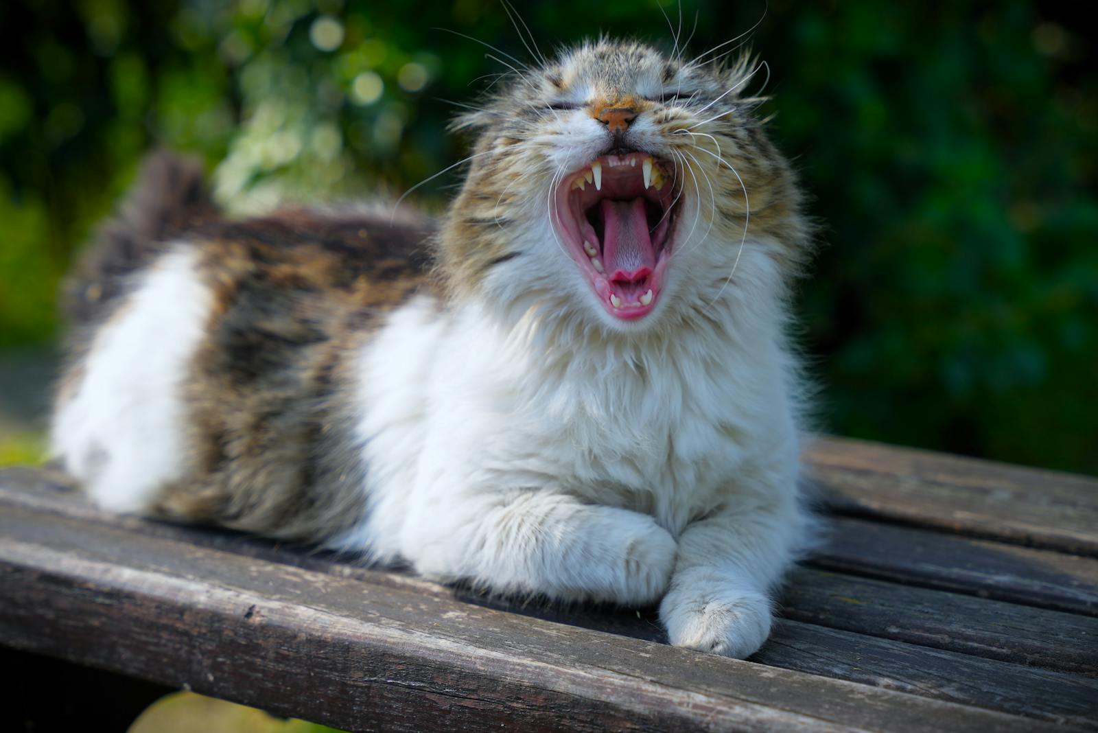 Yawning Photos, Download The BEST Free Yawning Stock Photos & HD Images