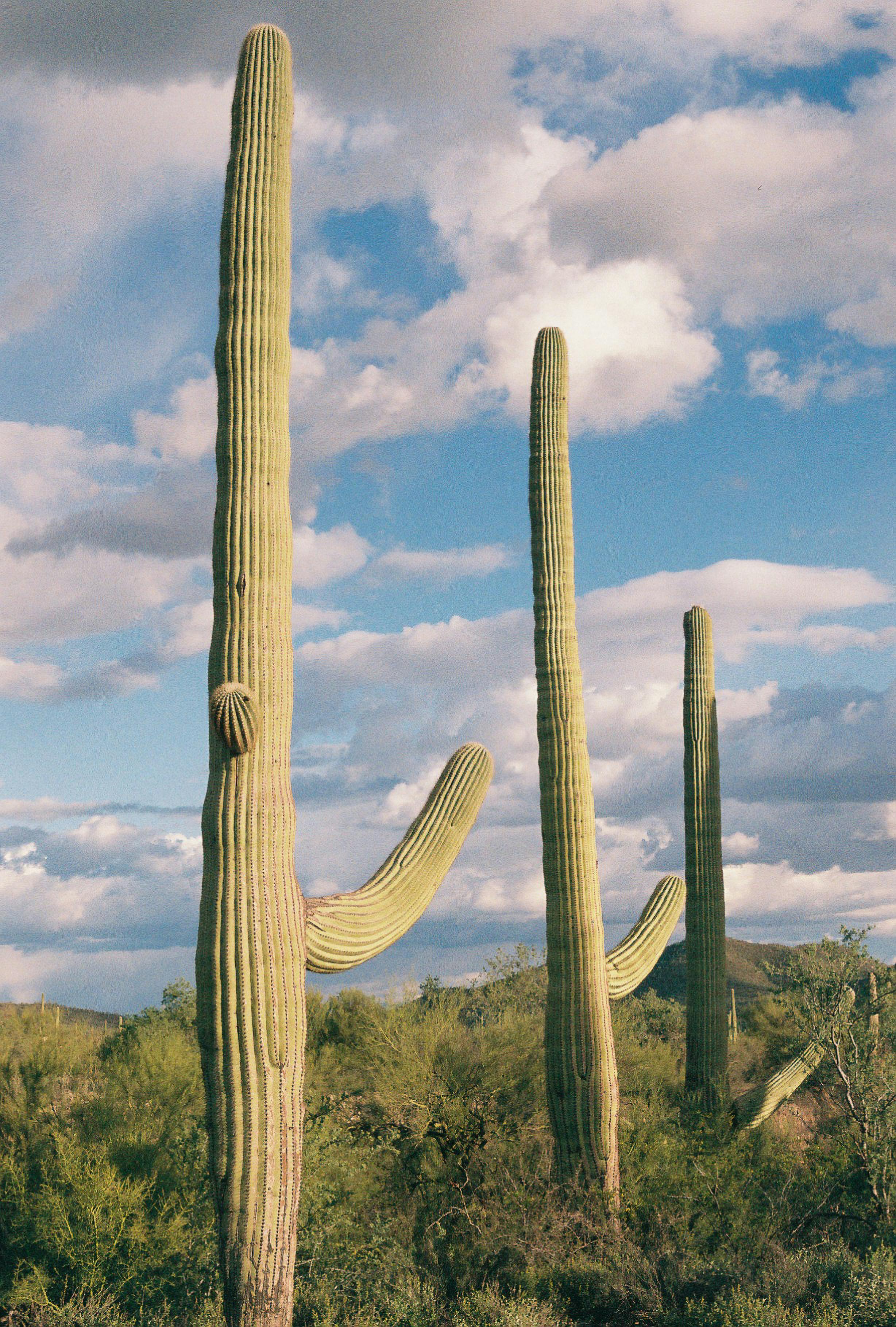 Large 3mb Vertical Pictures Photos, Download The BEST Free Large 3mb ...