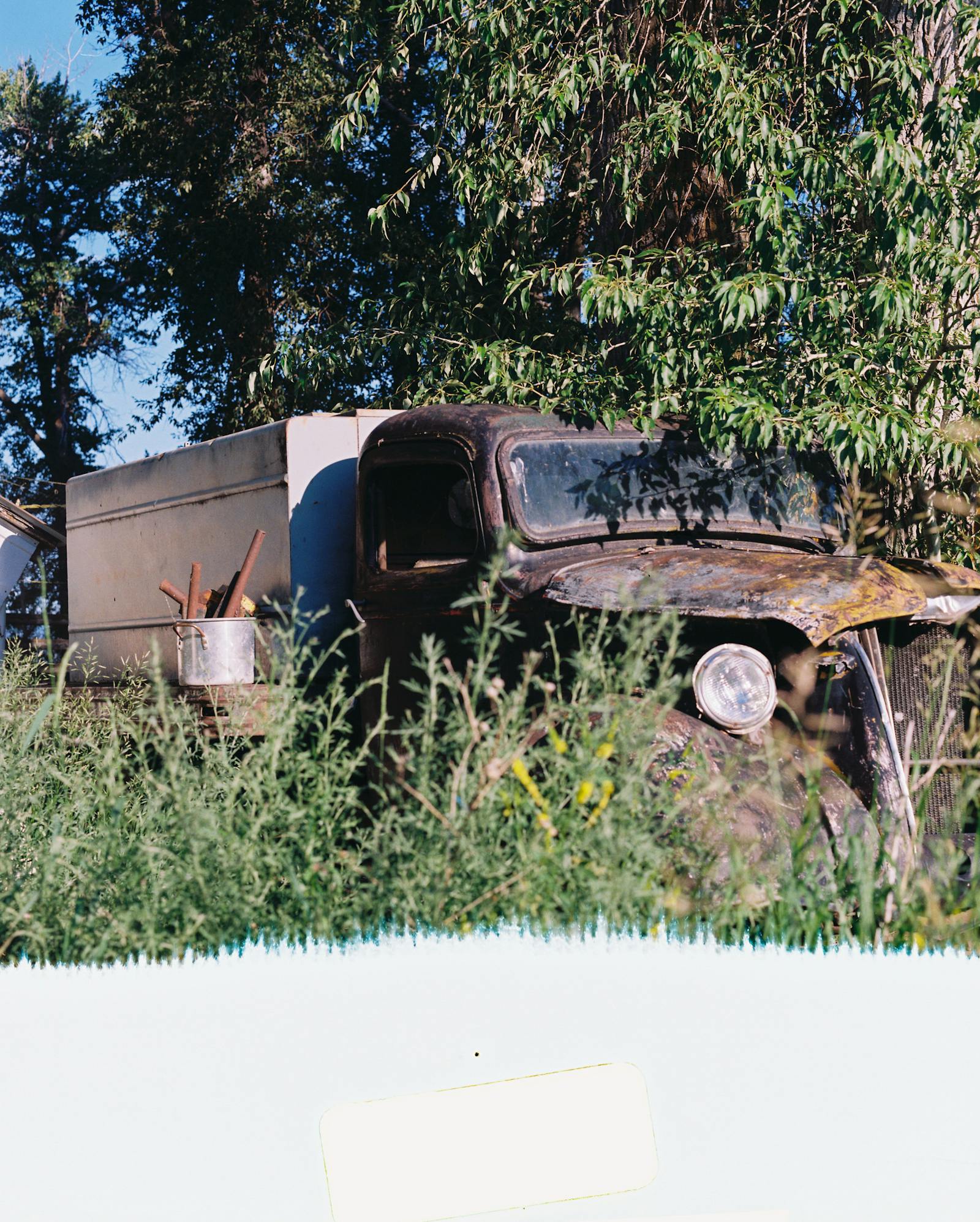 Mango Tree Photos, Download The BEST Free Mango Tree Stock Photos & HD ...