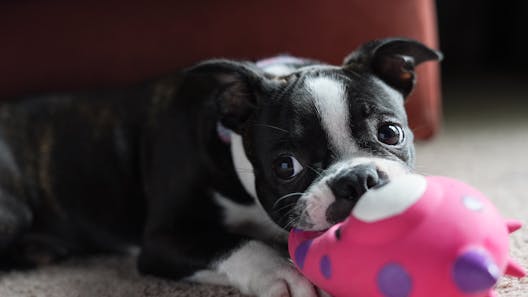 Female Dog First Heat Cycle: A Simple, Complete Guide