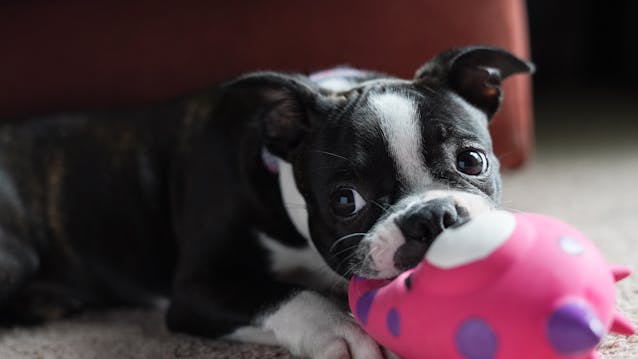 Female Dog First Heat Cycle: A Simple, Complete Guide