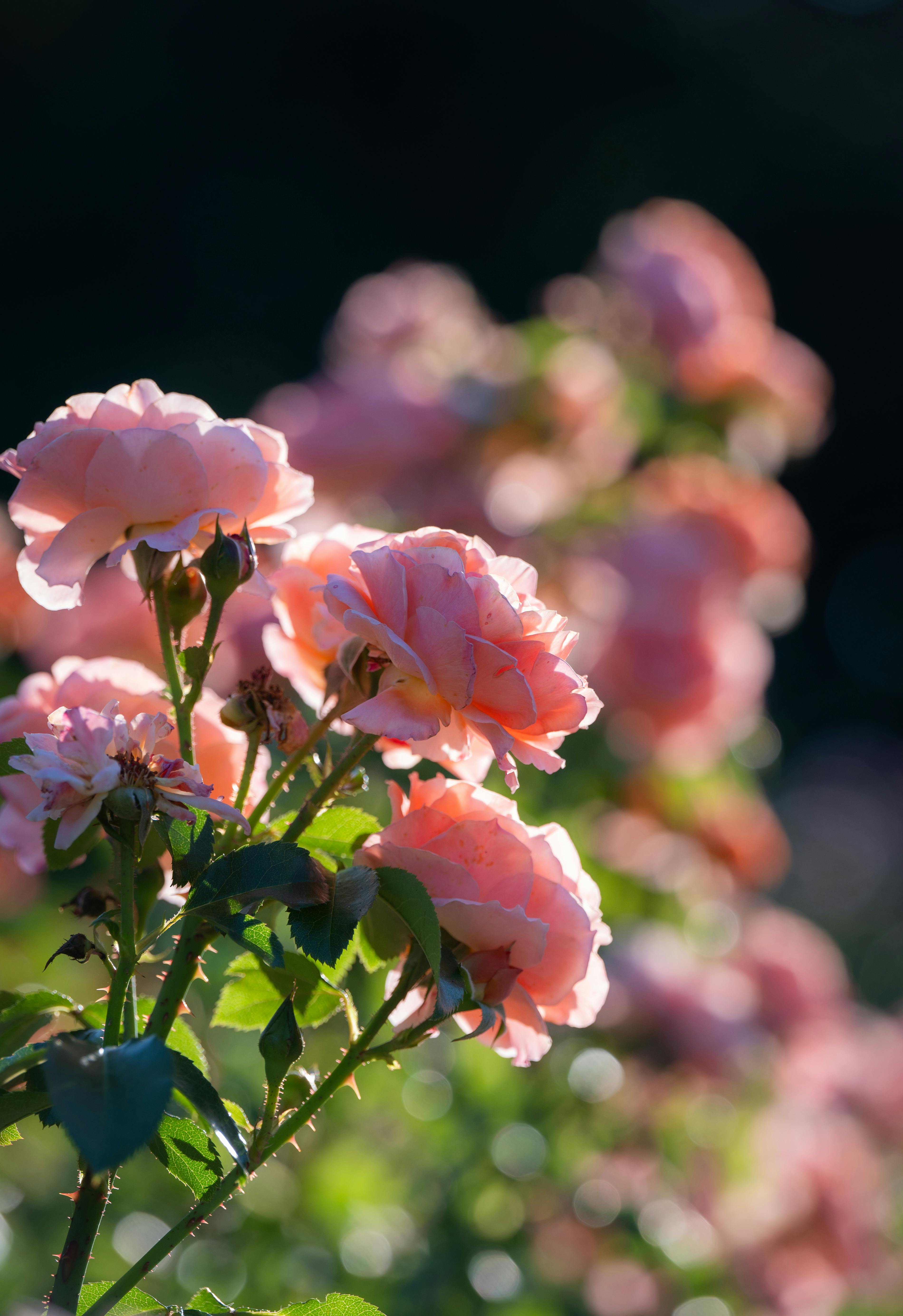 Pink roses in the sun with blurred background · Free Stock Photo