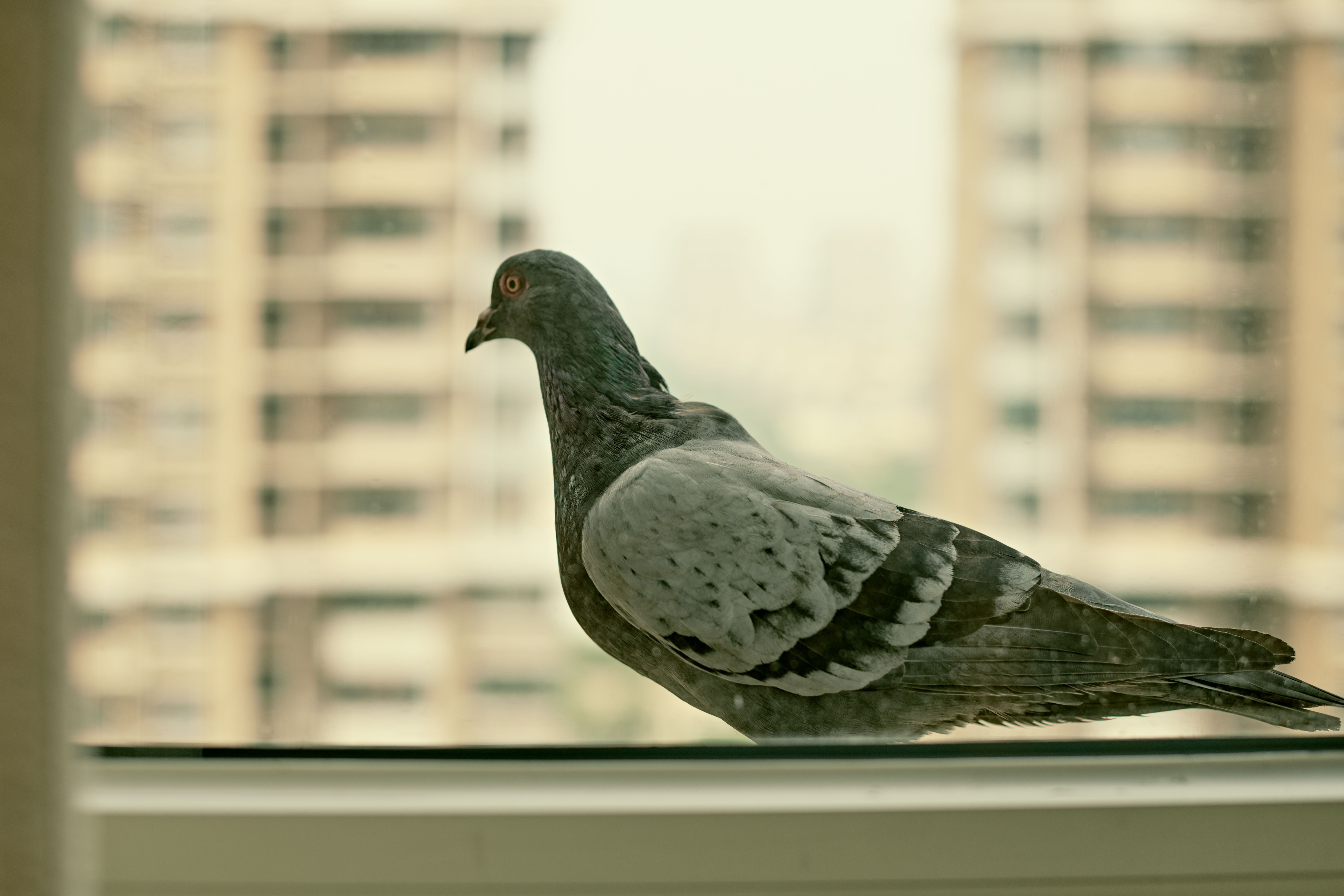 Pigeon in Apartment Window · Free Stock Photo