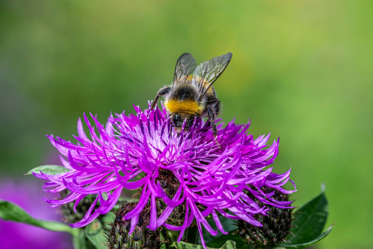 Purple Nature Photos, Download The BEST Free Purple Nature Stock Photos ...