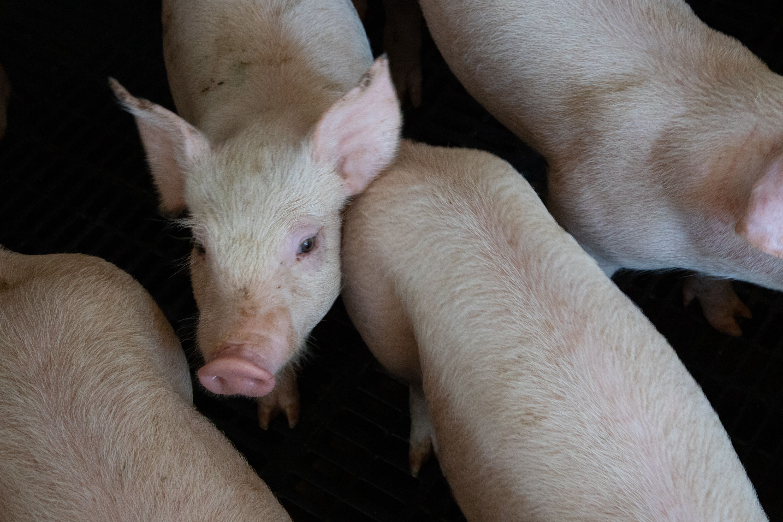 Pigs 27 Photos & Videos Collected by Mark Stebnicki