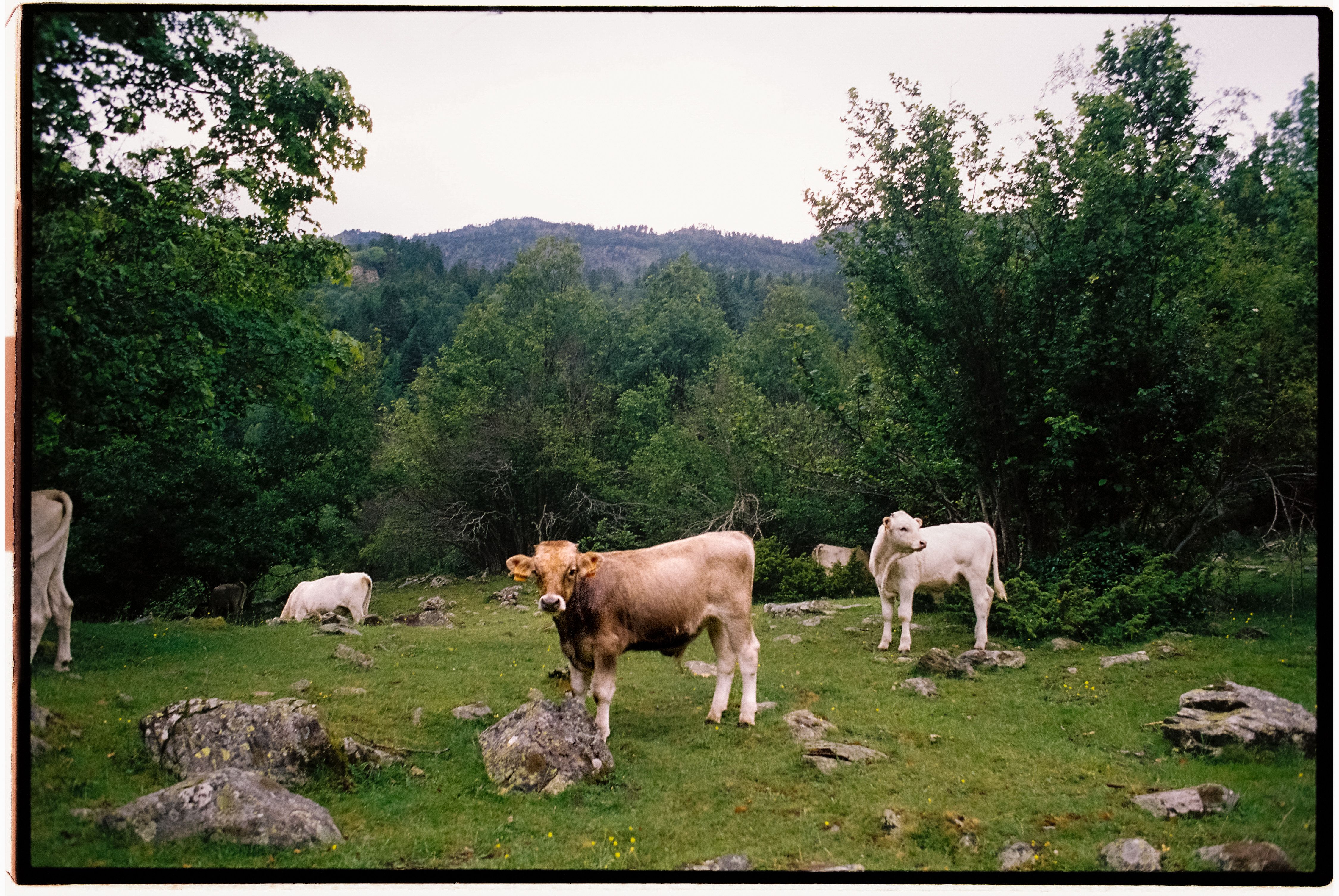 A group of cows standing in the grass near trees · Free Stock Photo