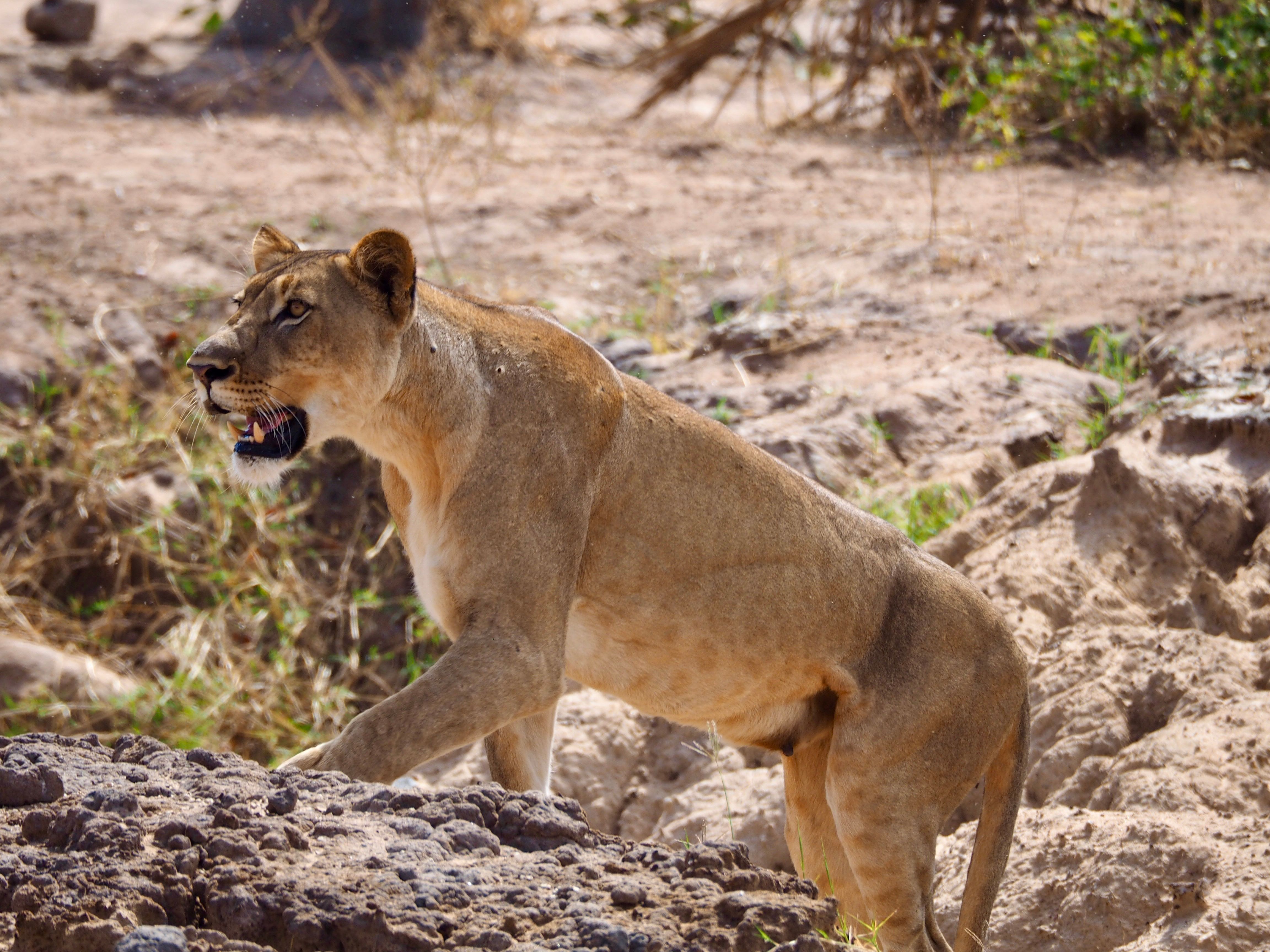 Licking Lioness · Free Stock Photo
