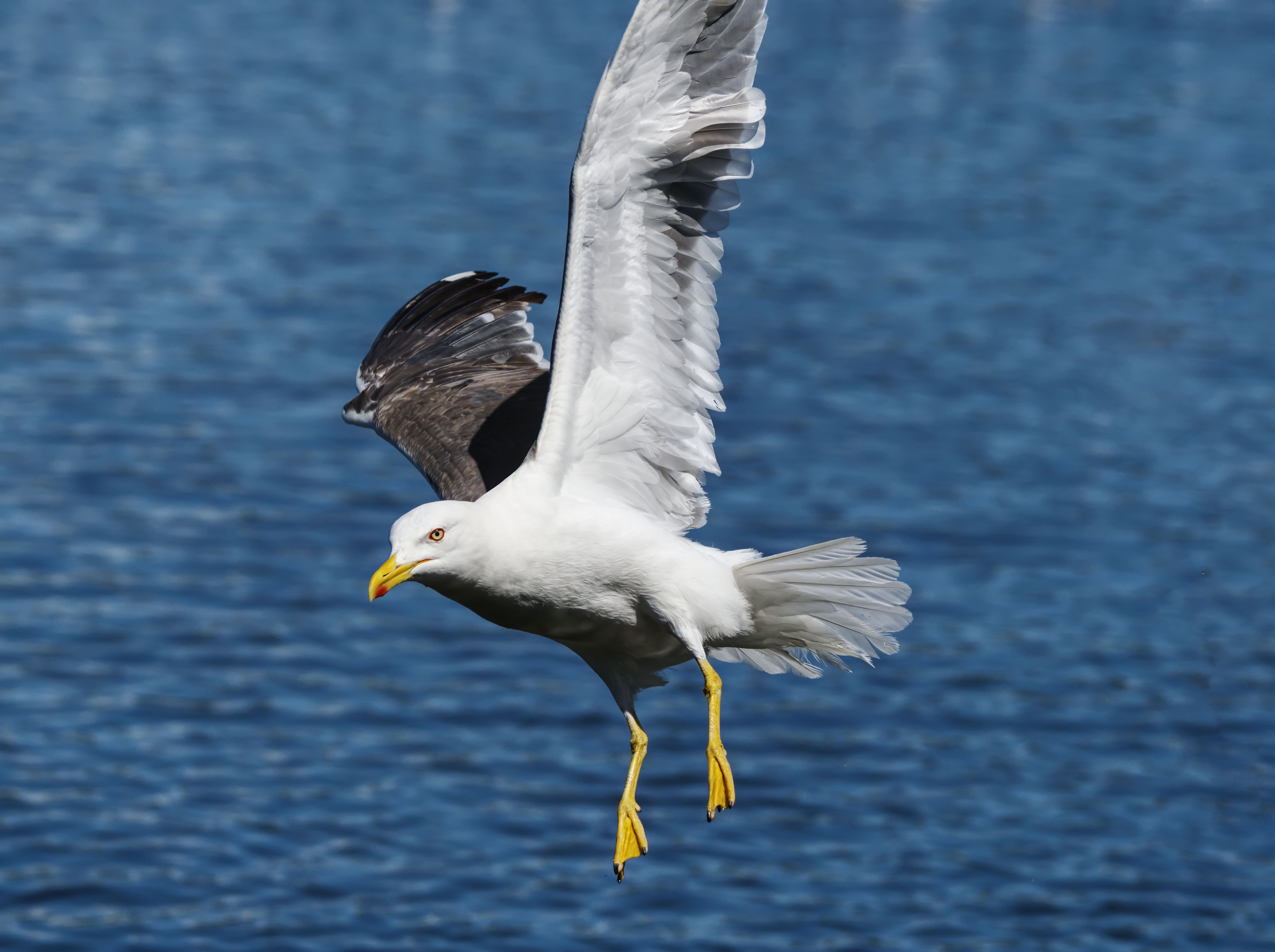 Seagull Flying over Sea · Free Stock Photo