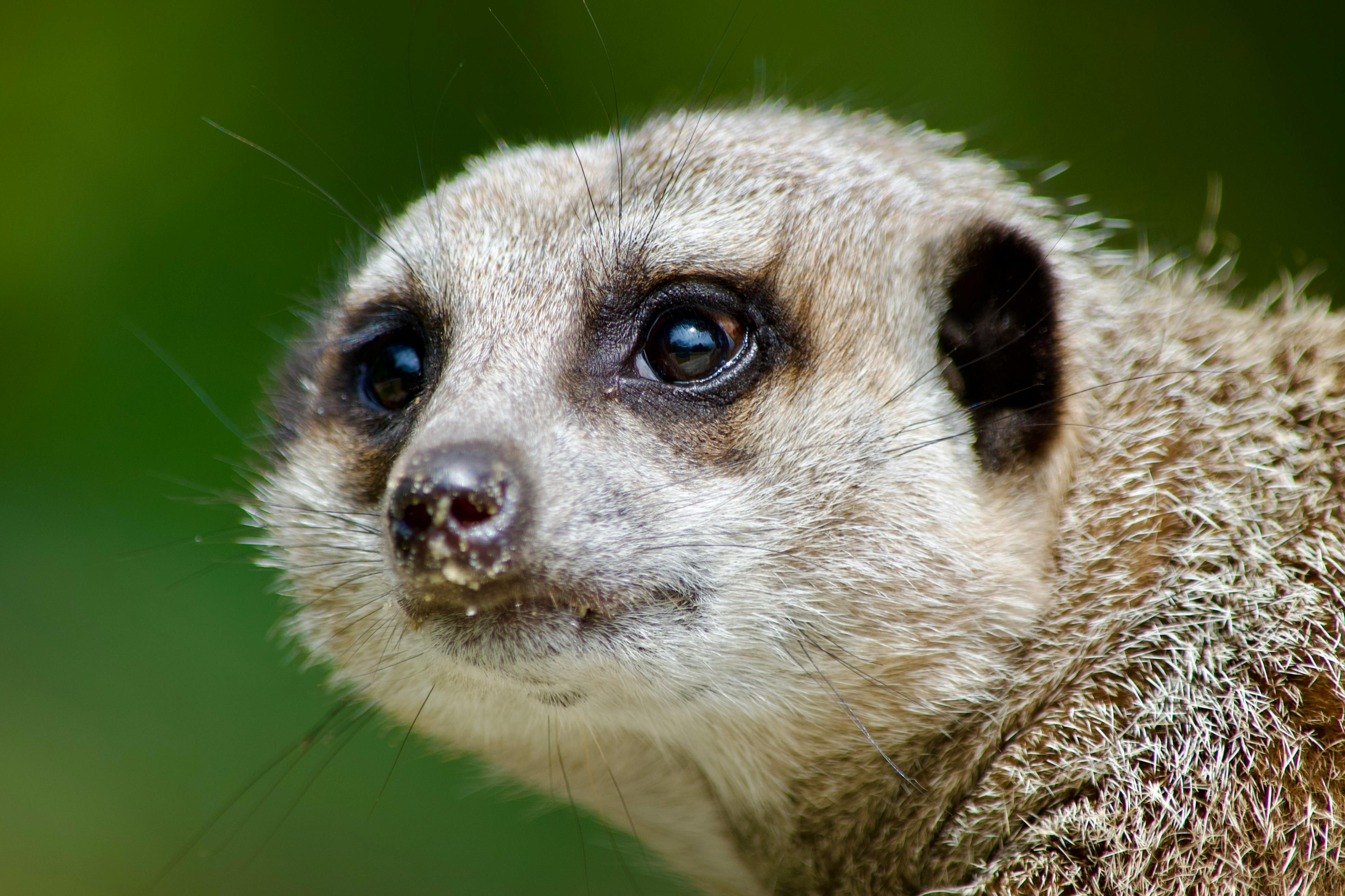 Foto stok gratis tentang alam, alami, awas, binatang, binatang gurun ...