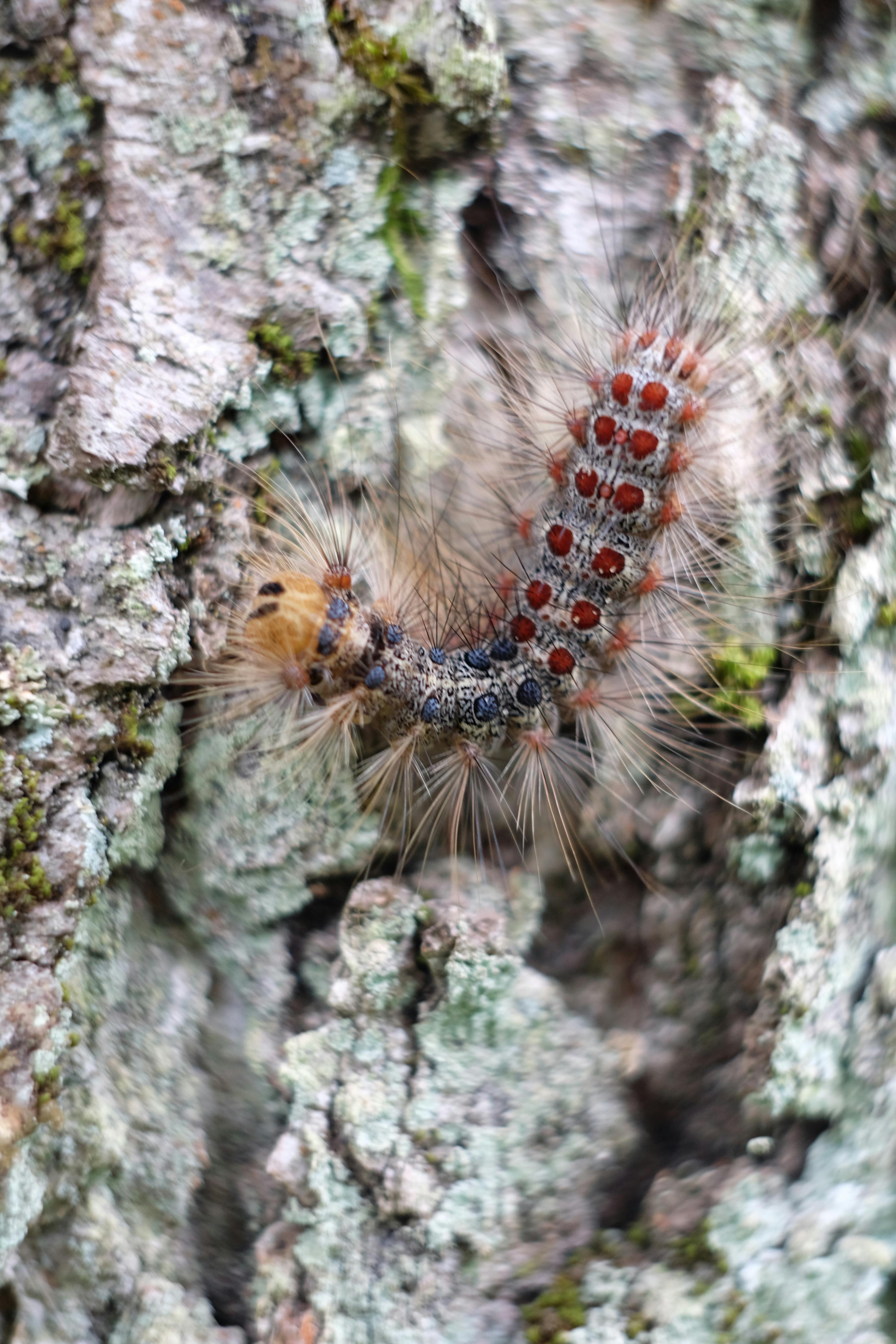 Worm of Gypsy Moth · Free Stock Photo
