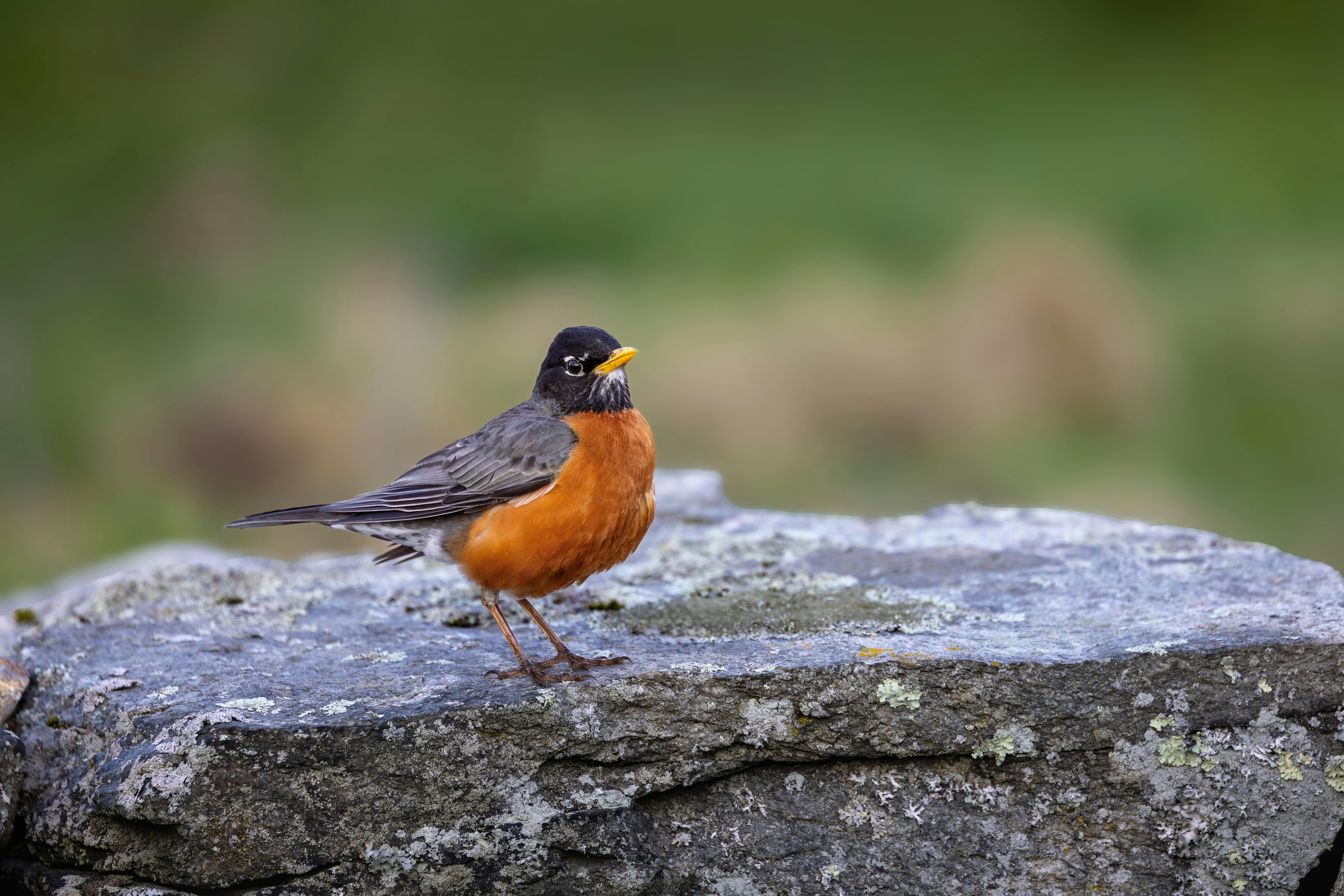 Robin on Rock · Free Stock Photo