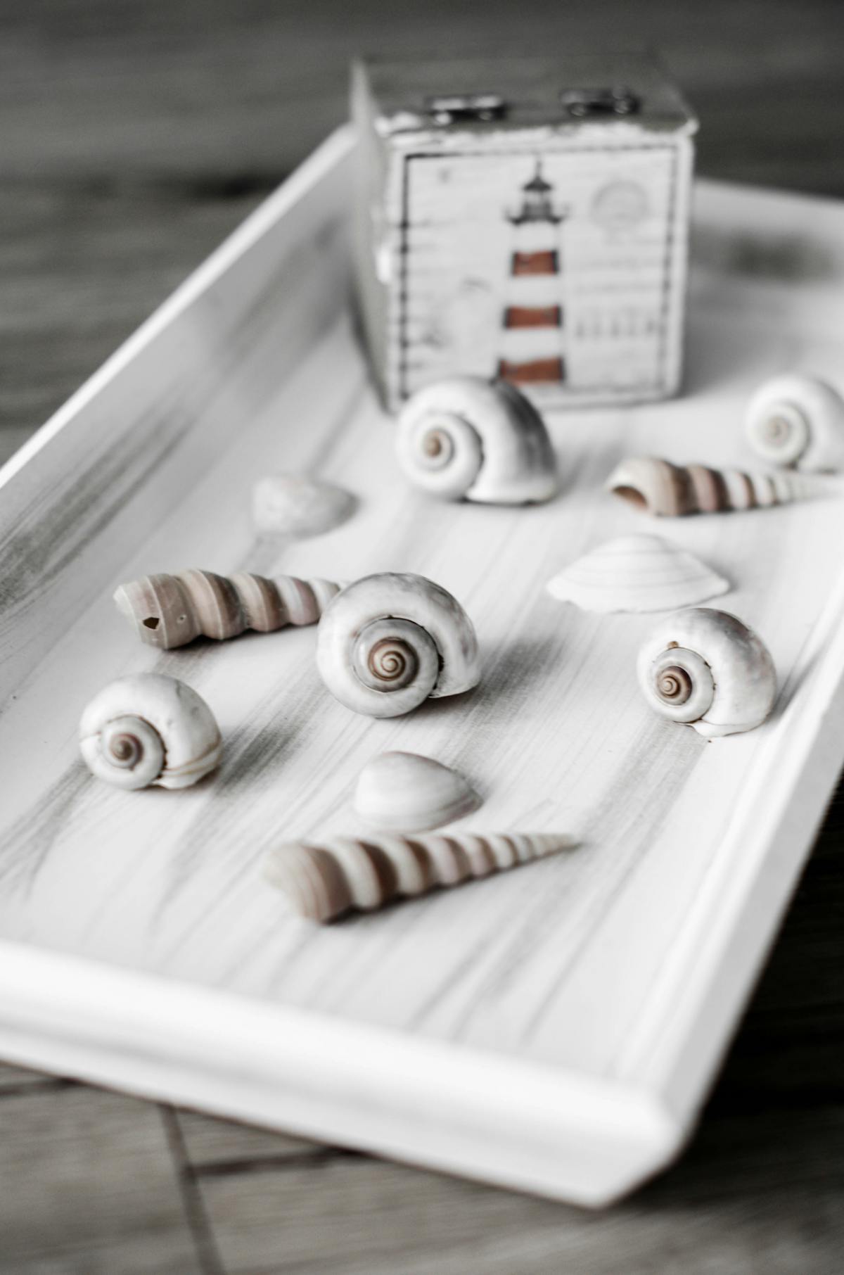 Sea Shells Aesthetic Photos, Download The BEST Free Sea Shells ...