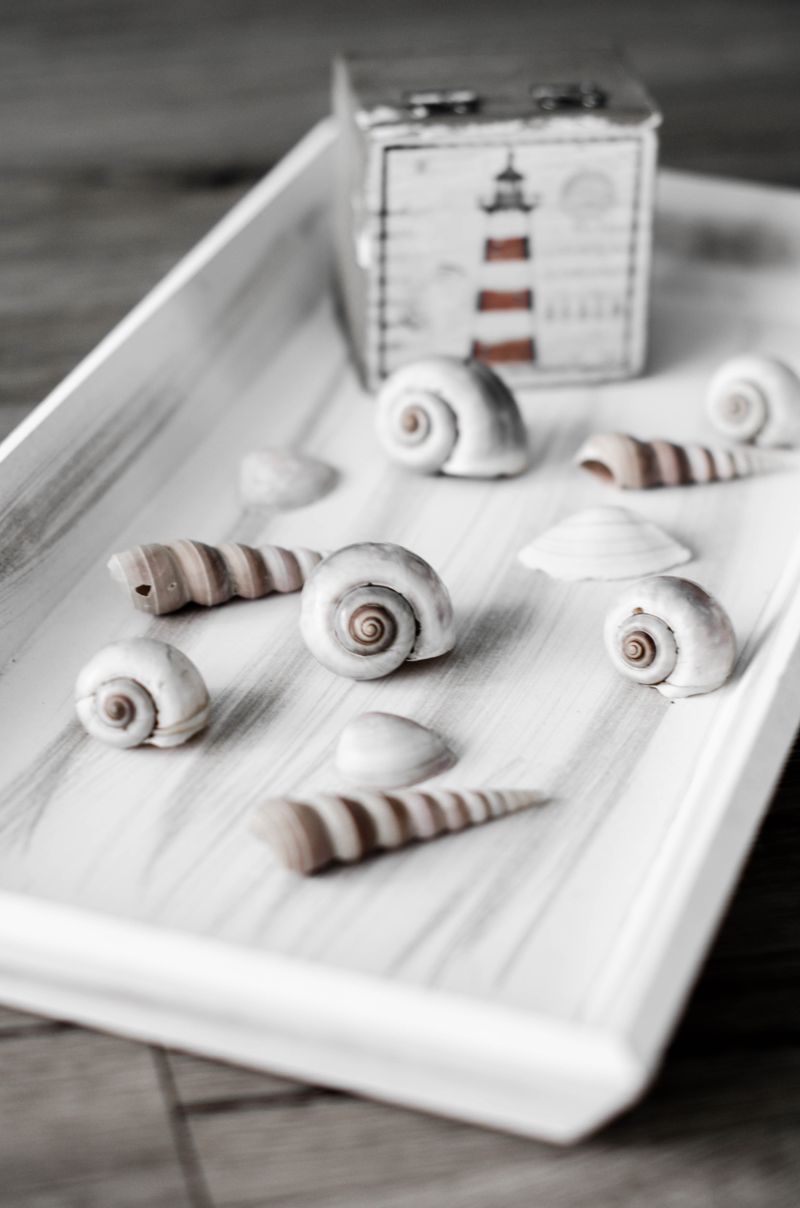 Sea Shells Aesthetic Photos, Download The BEST Free Sea Shells ...