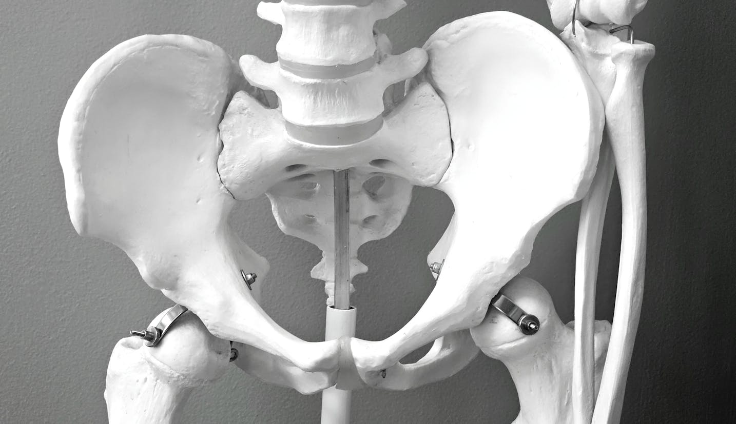 Exploring Canine Hip Anatomy and Dysplasia Causes