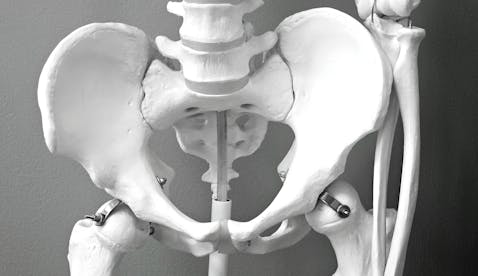 Exploring Canine Hip Anatomy and Dysplasia Causes