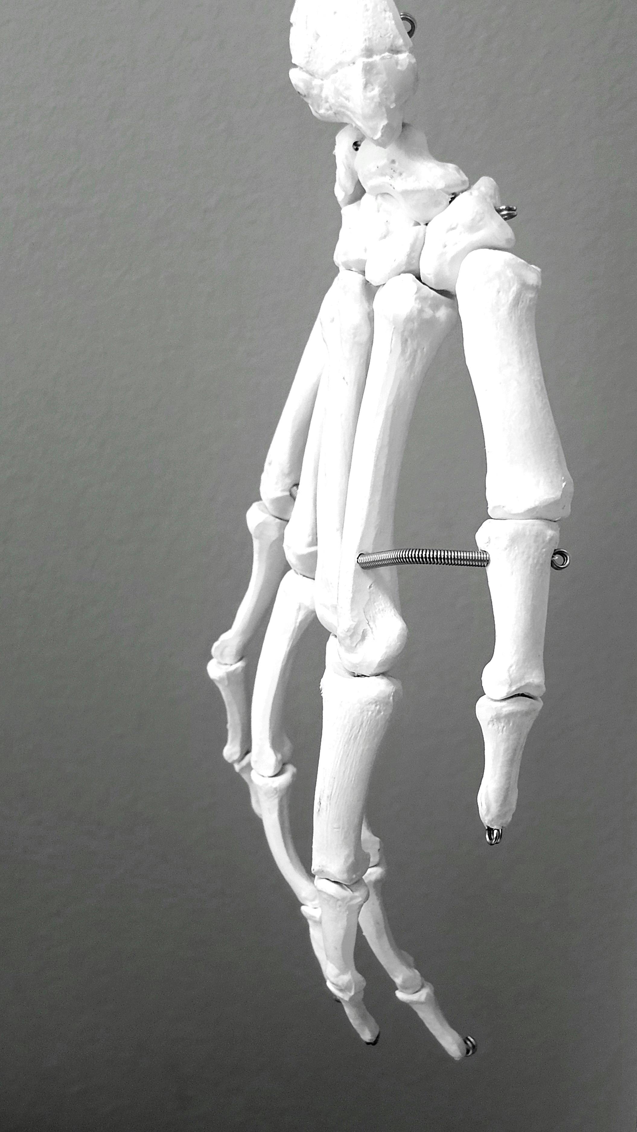 Bones of Human Hand · Free Stock Photo