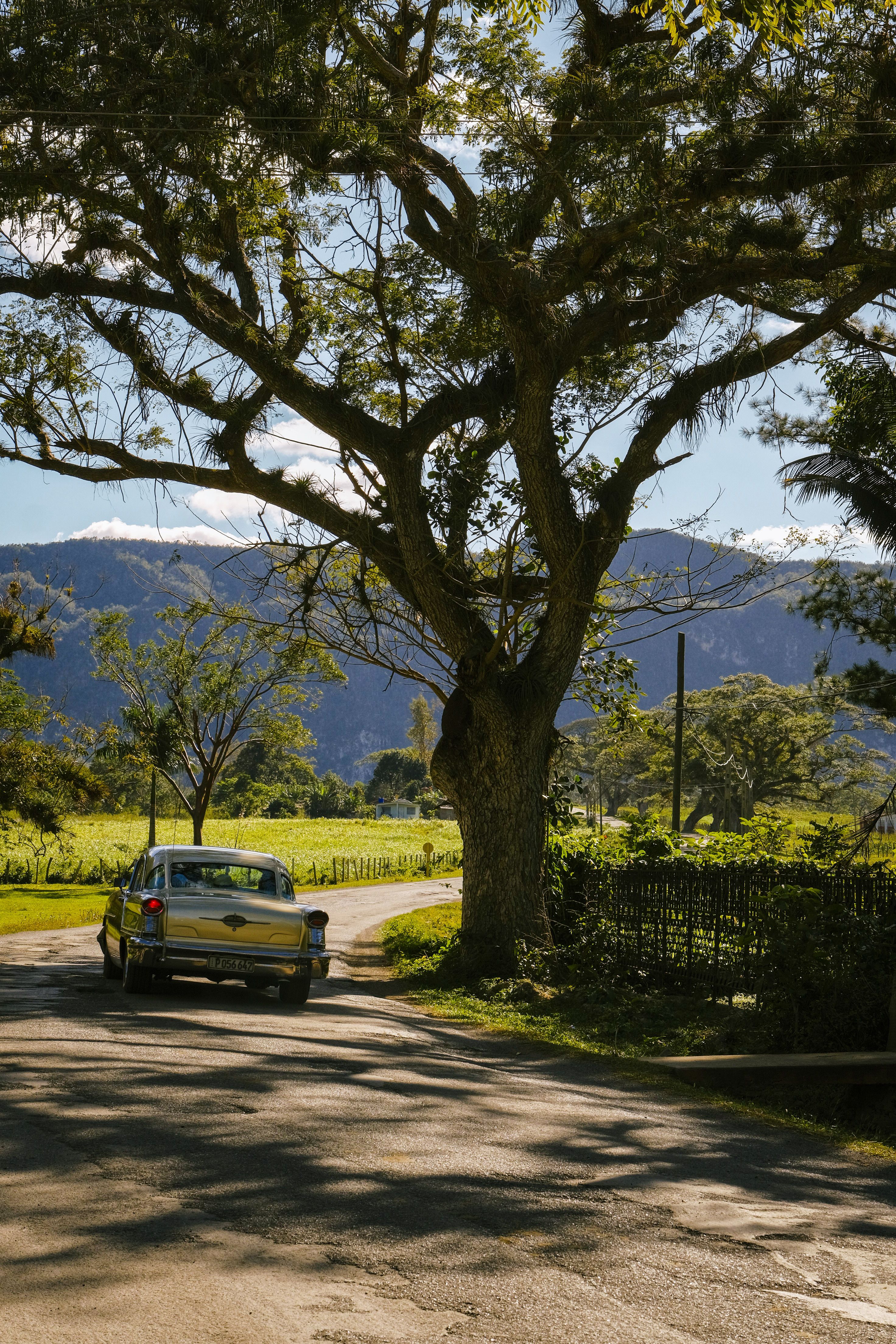 A car driving down a road next to a tree · Free Stock Photo
