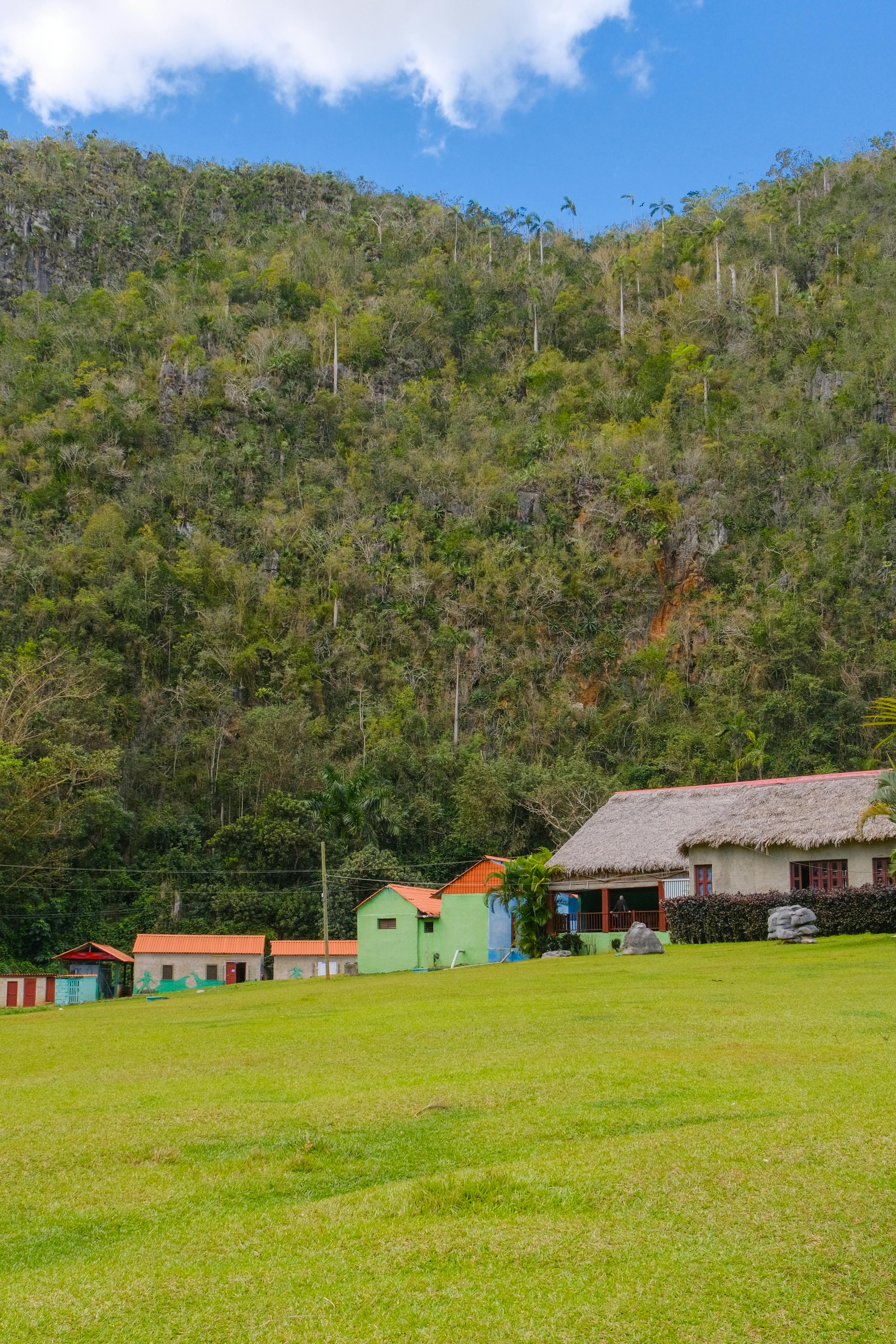Cuba Forest Photos, Download The BEST Free Cuba Forest Stock Photos ...