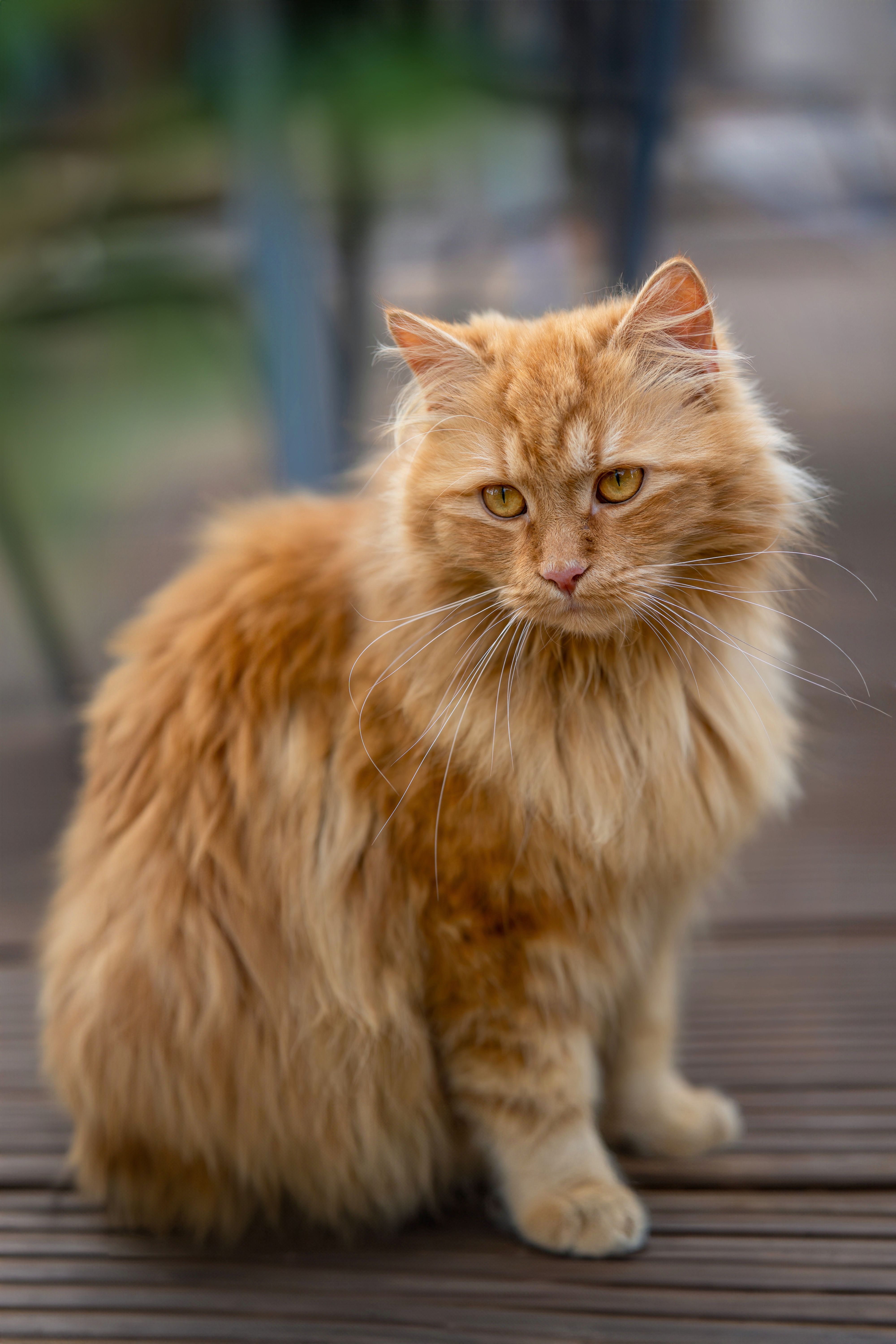 Foto de stock gratuita sobre acostado, adaptable, adorable, al aire ...