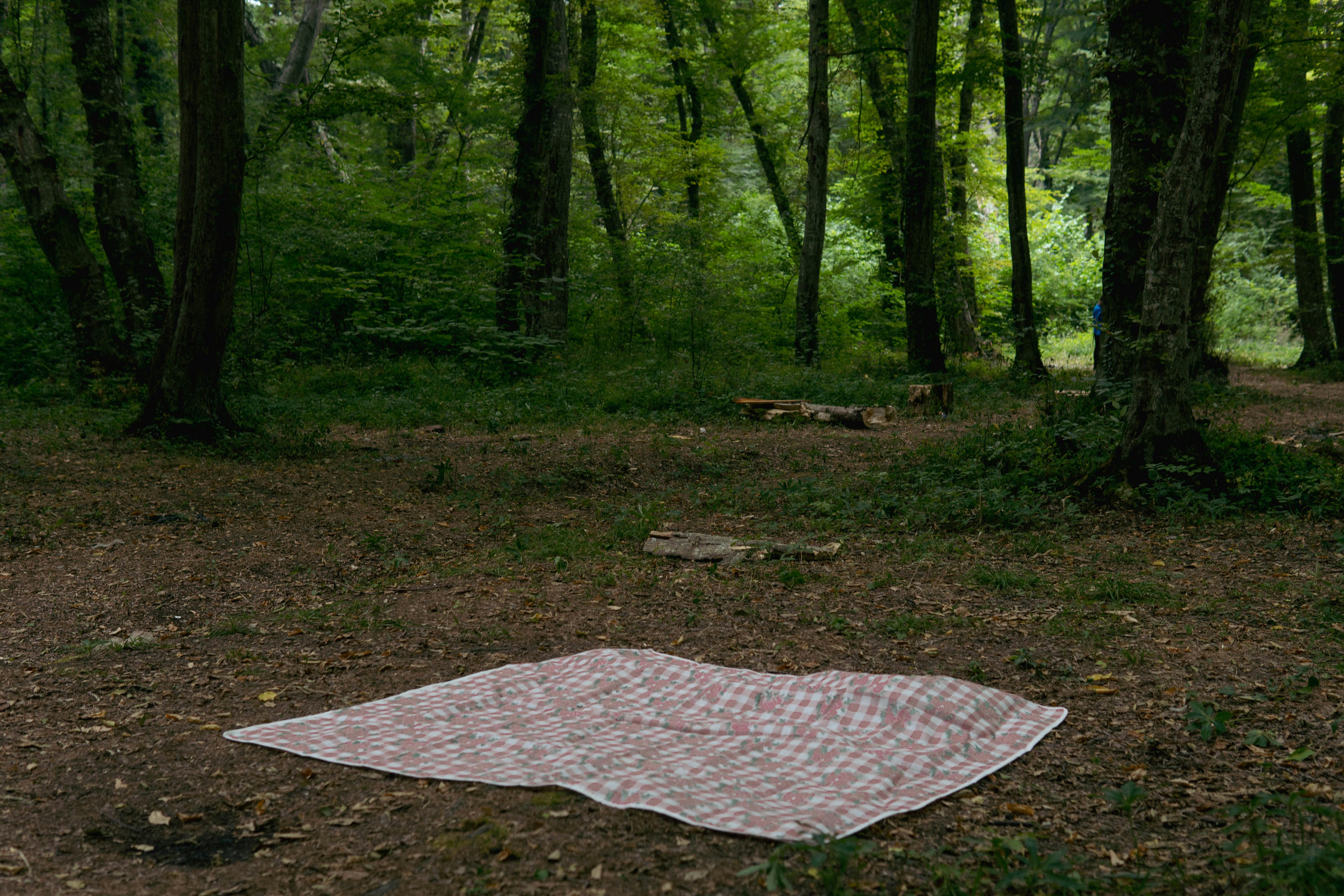 A blanket on the ground in the woods · Free Stock Photo