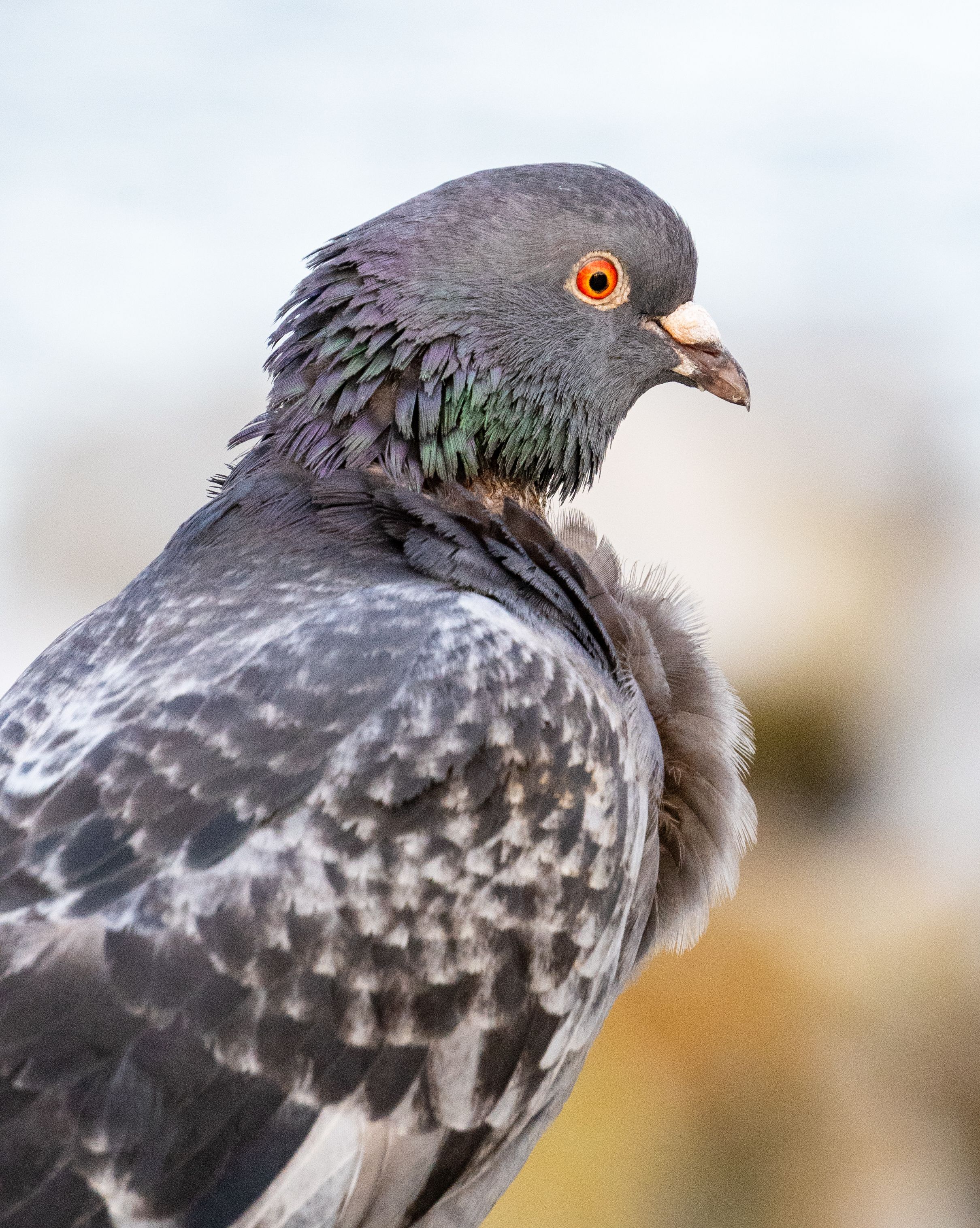 Close-Up Photography of Pigeon · Free Stock Photo