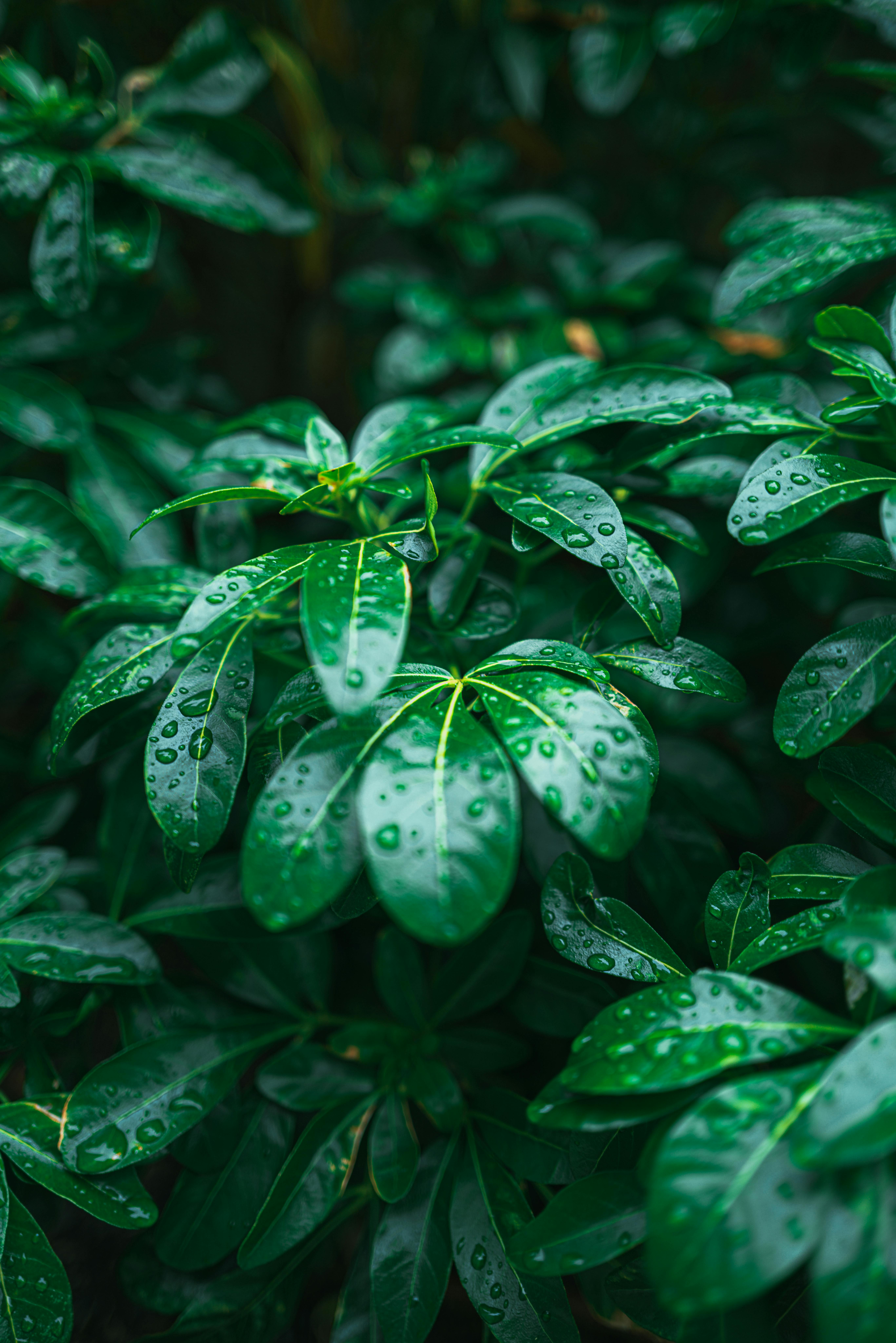 Photo gratuite de bio, biophilie, botanique, calme, centrale ...