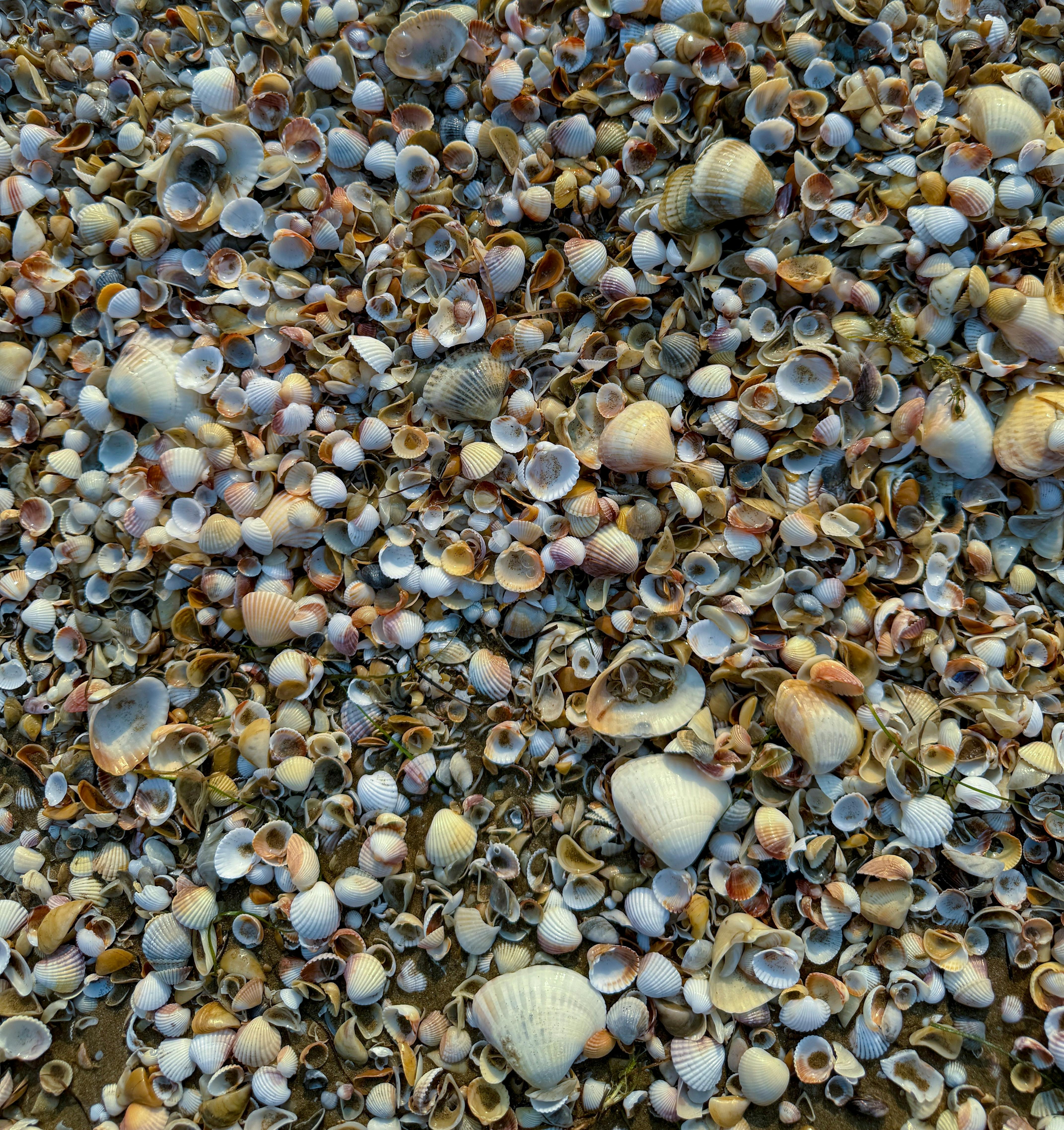 Abundance of Shells on Shore · Free Stock Photo