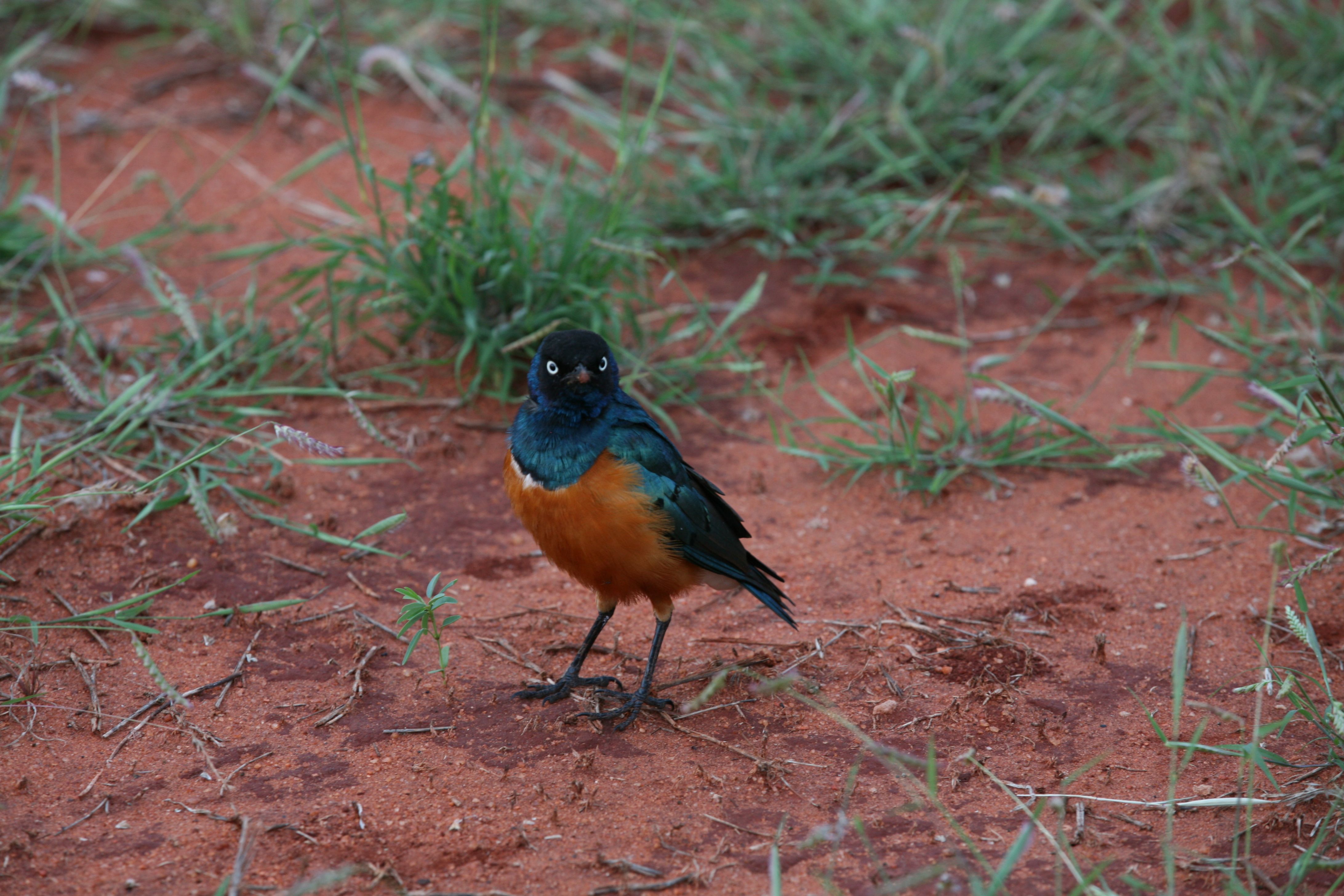 A small bird standing on a dirt field · Free Stock Photo