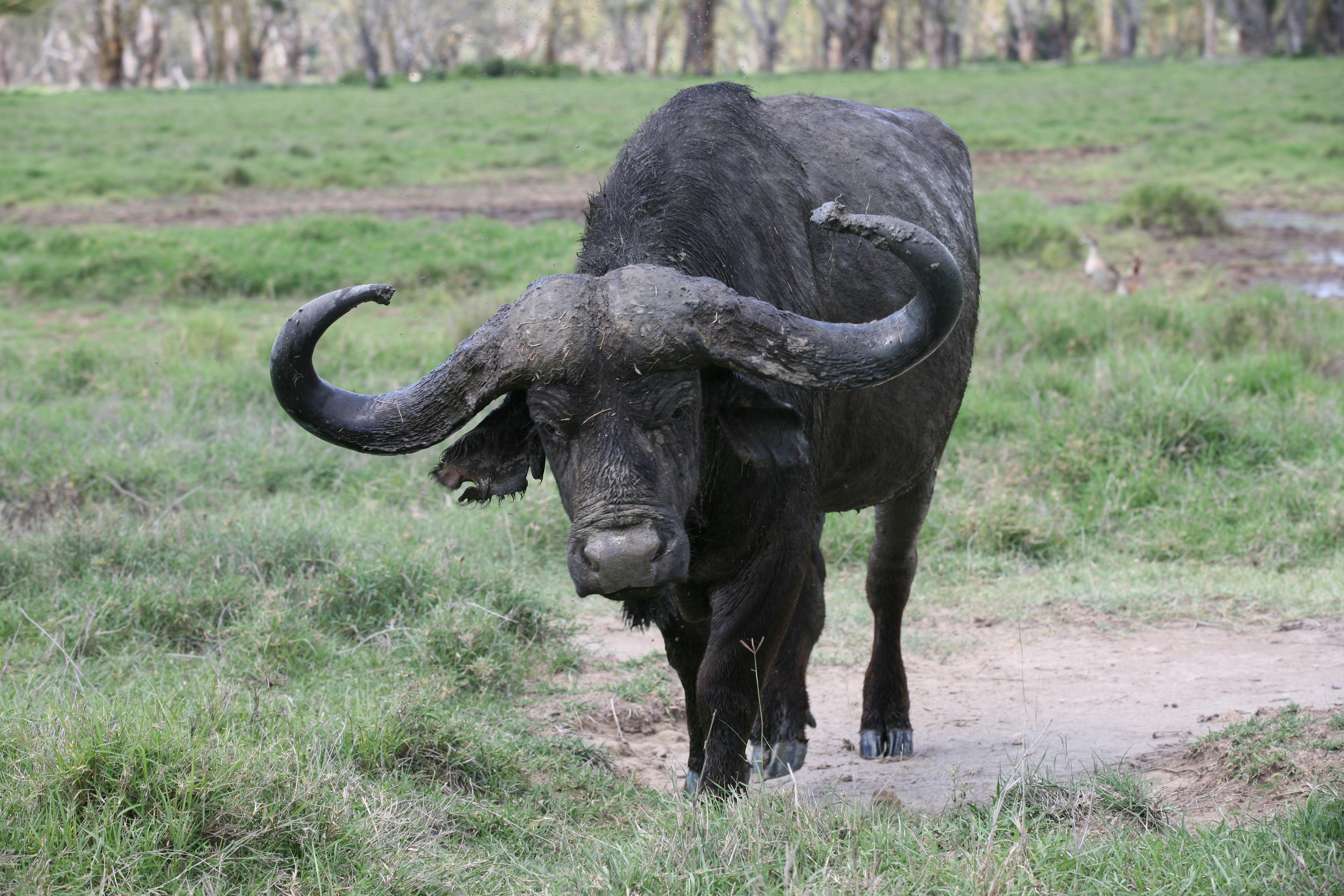Foto de stock gratuita sobre @al aire libre, áfrica, animal, animal con ...