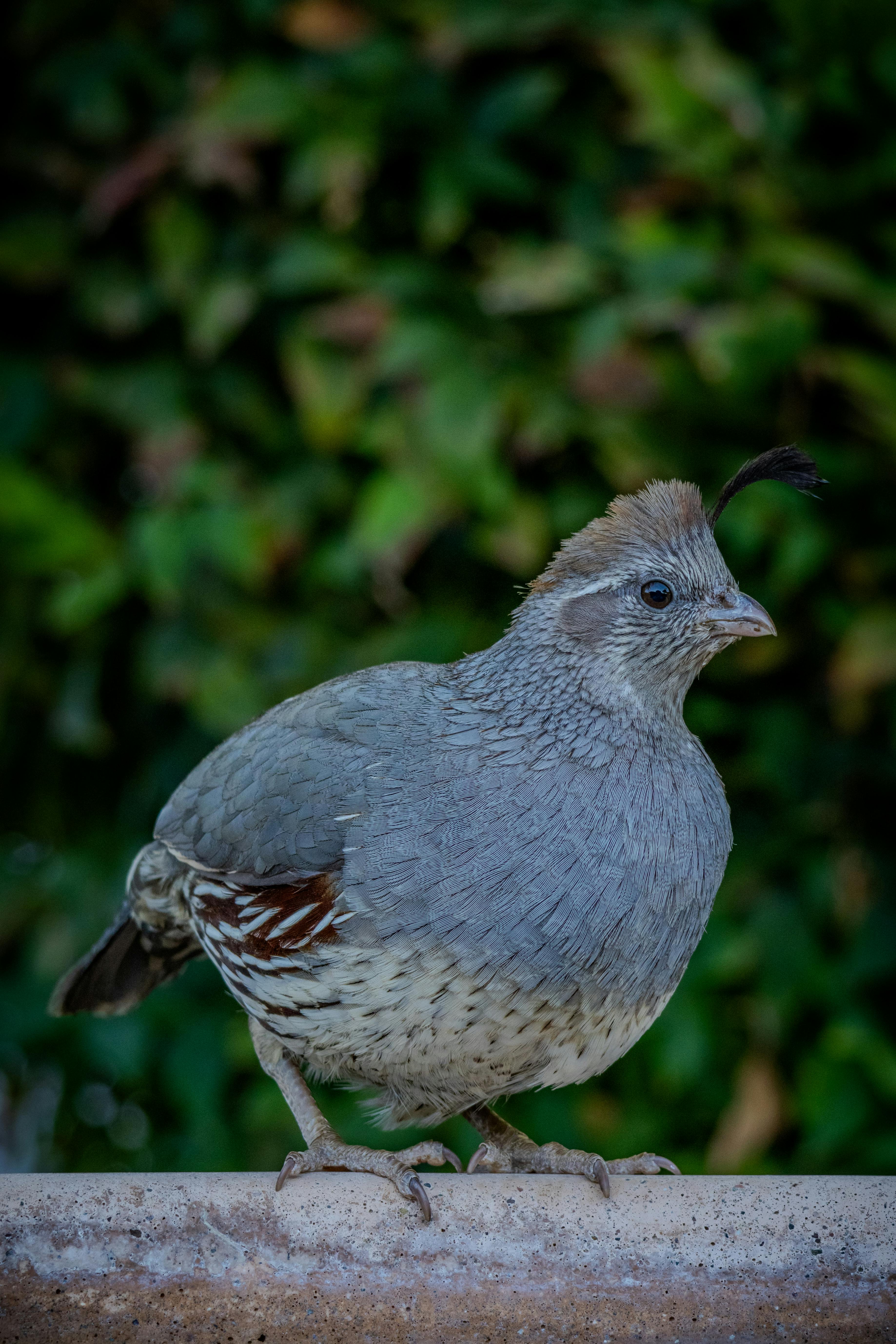 Mama quail on a fountain · Free Stock Photo