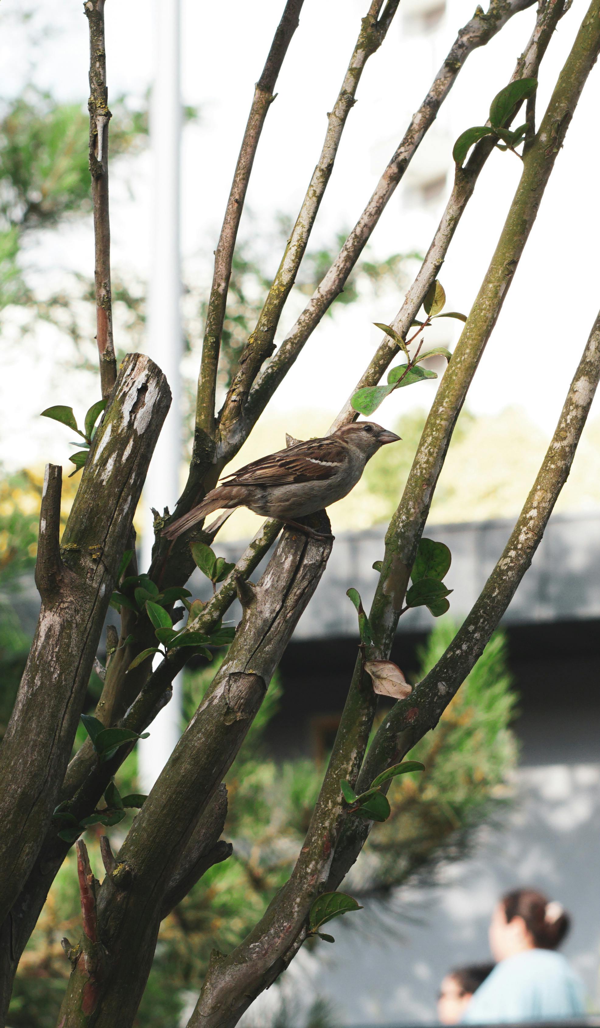 1+ Million Royalty Free Images · Pexels