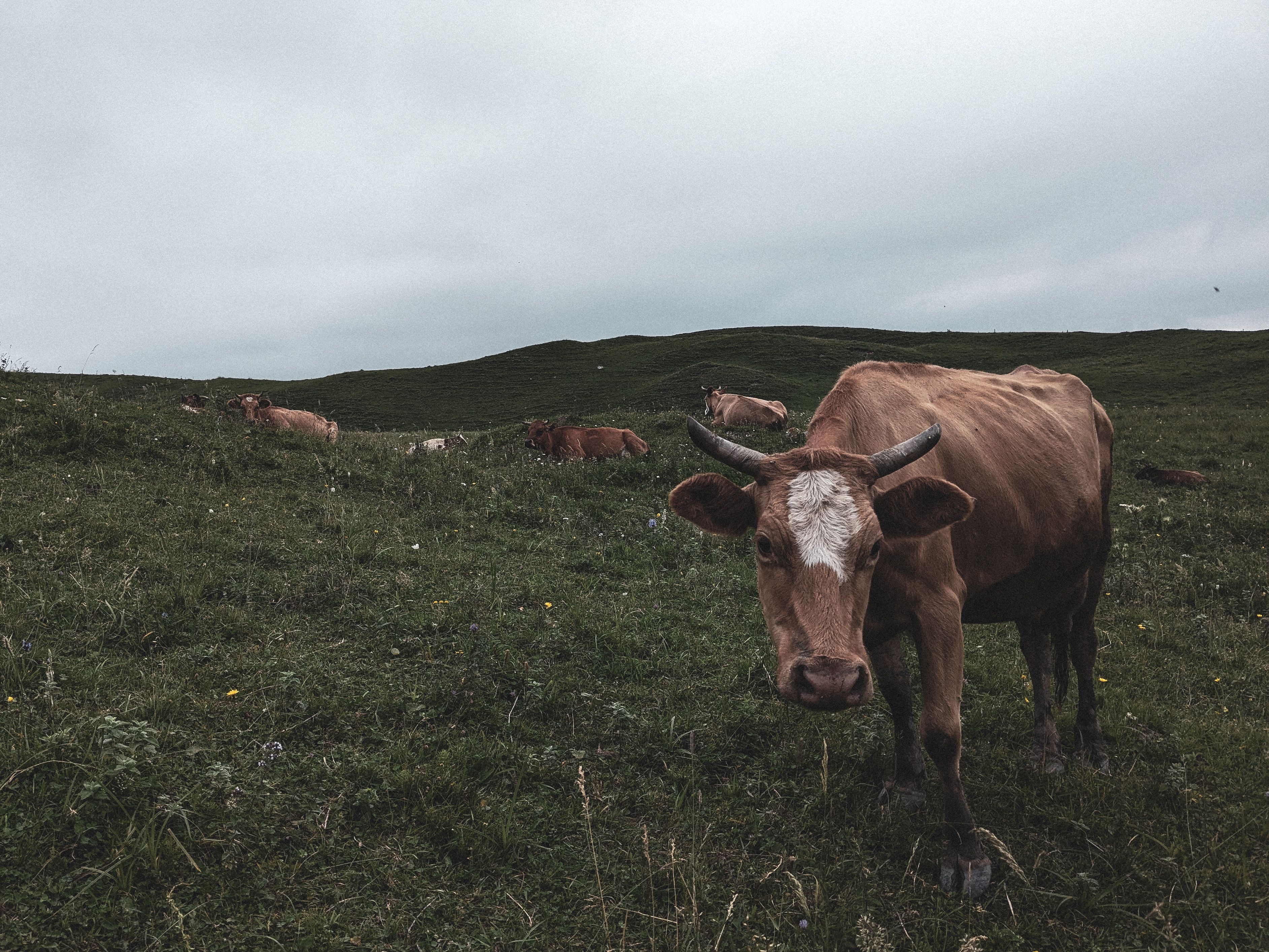 Happy cows · Free Stock Photo