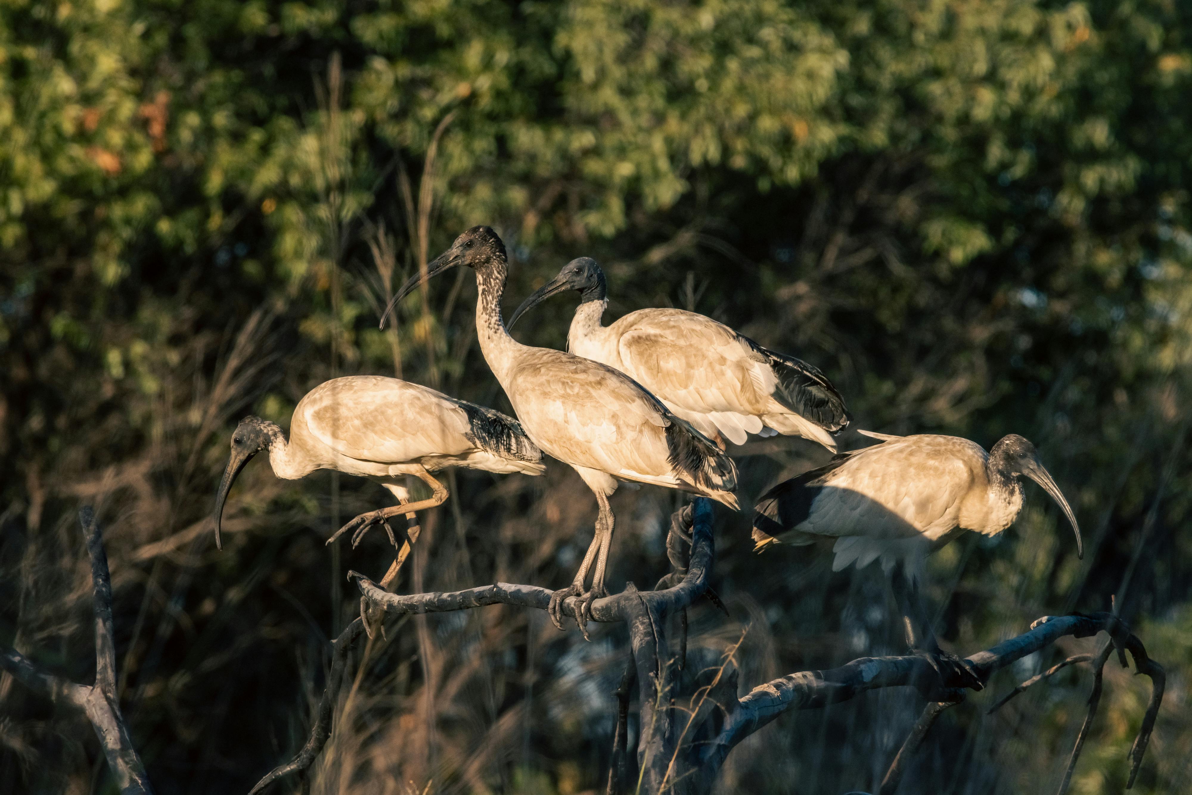 A Group Of Ibis · Free Stock Photo