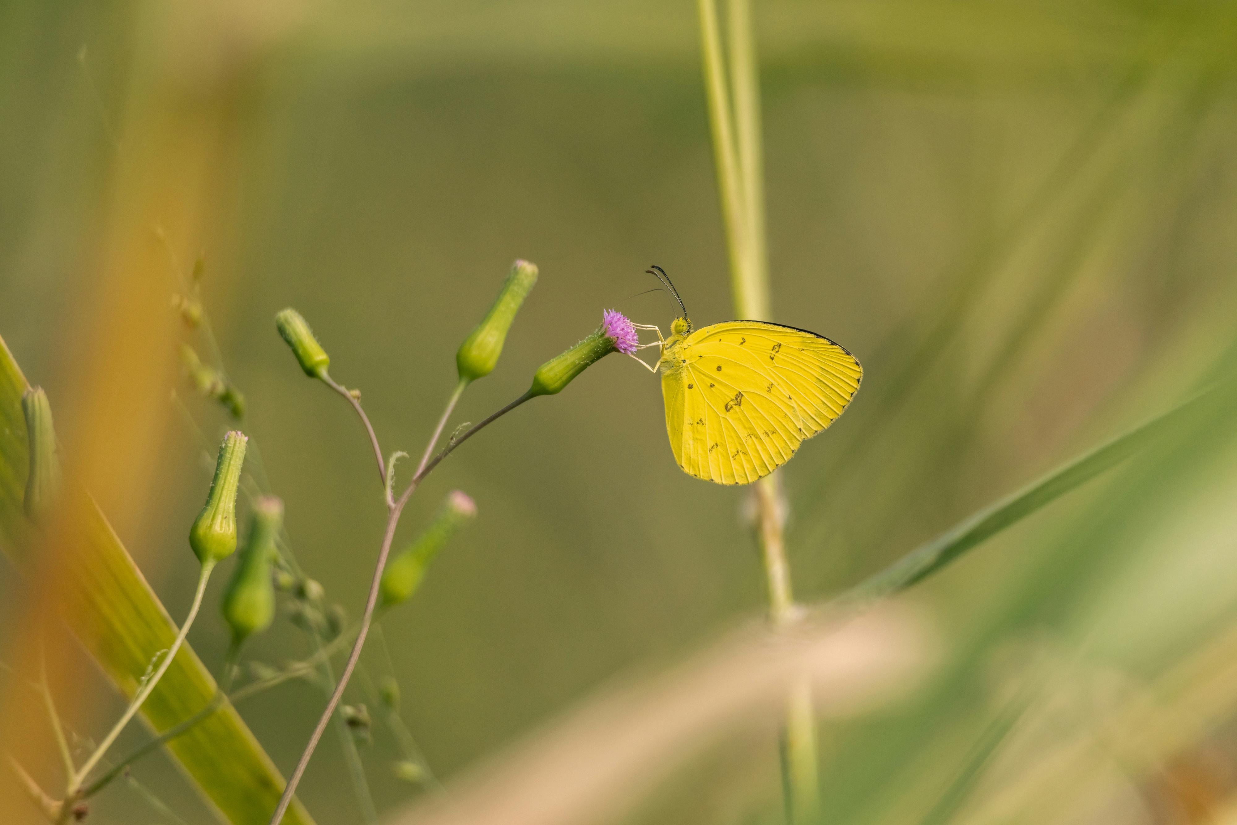 Small Grass Yellow Butterfly · Free Stock Photo