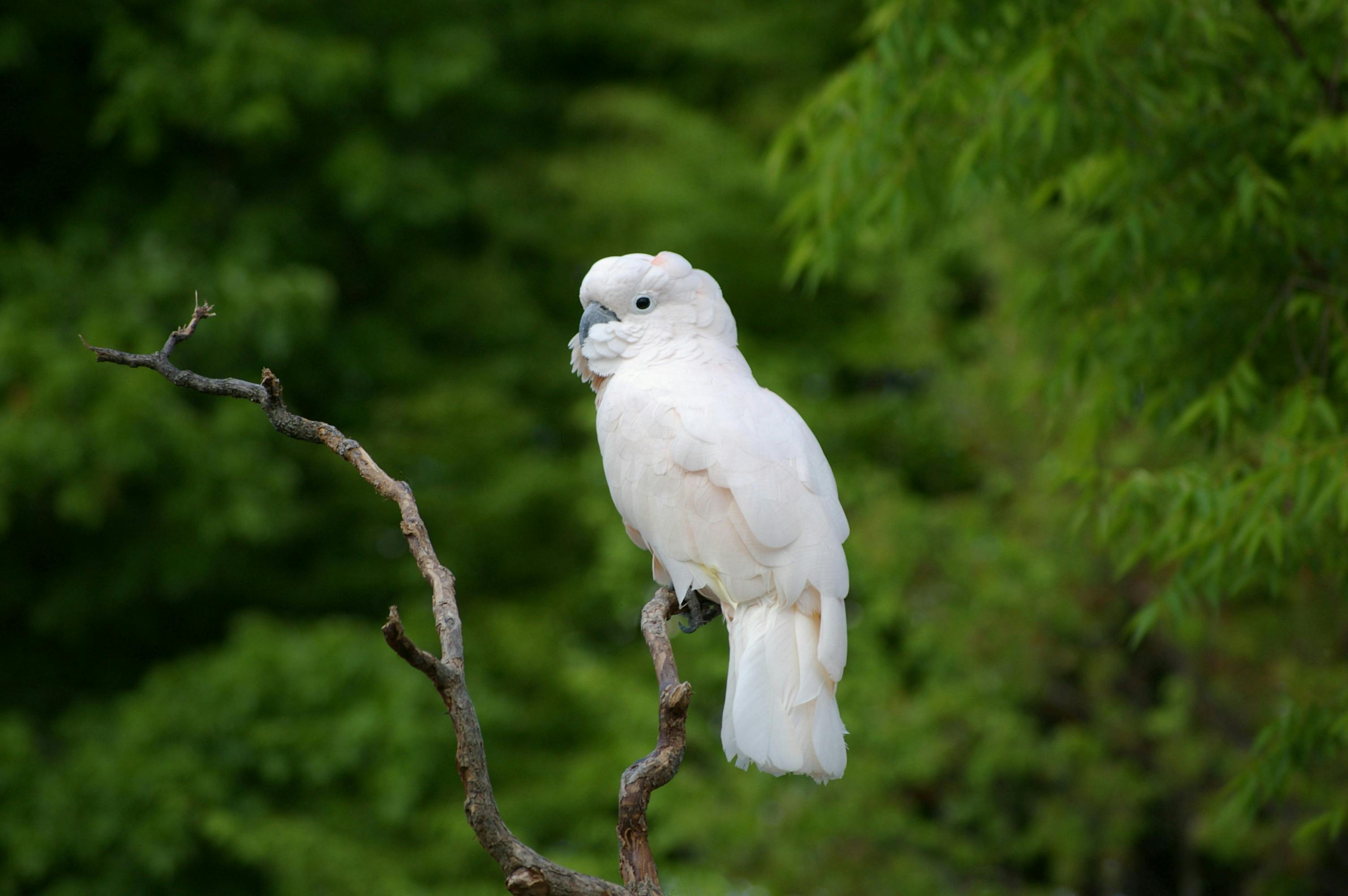 Shallow Focus Photo of White Cockatoo on Tree Branch · Free Stock Photo
