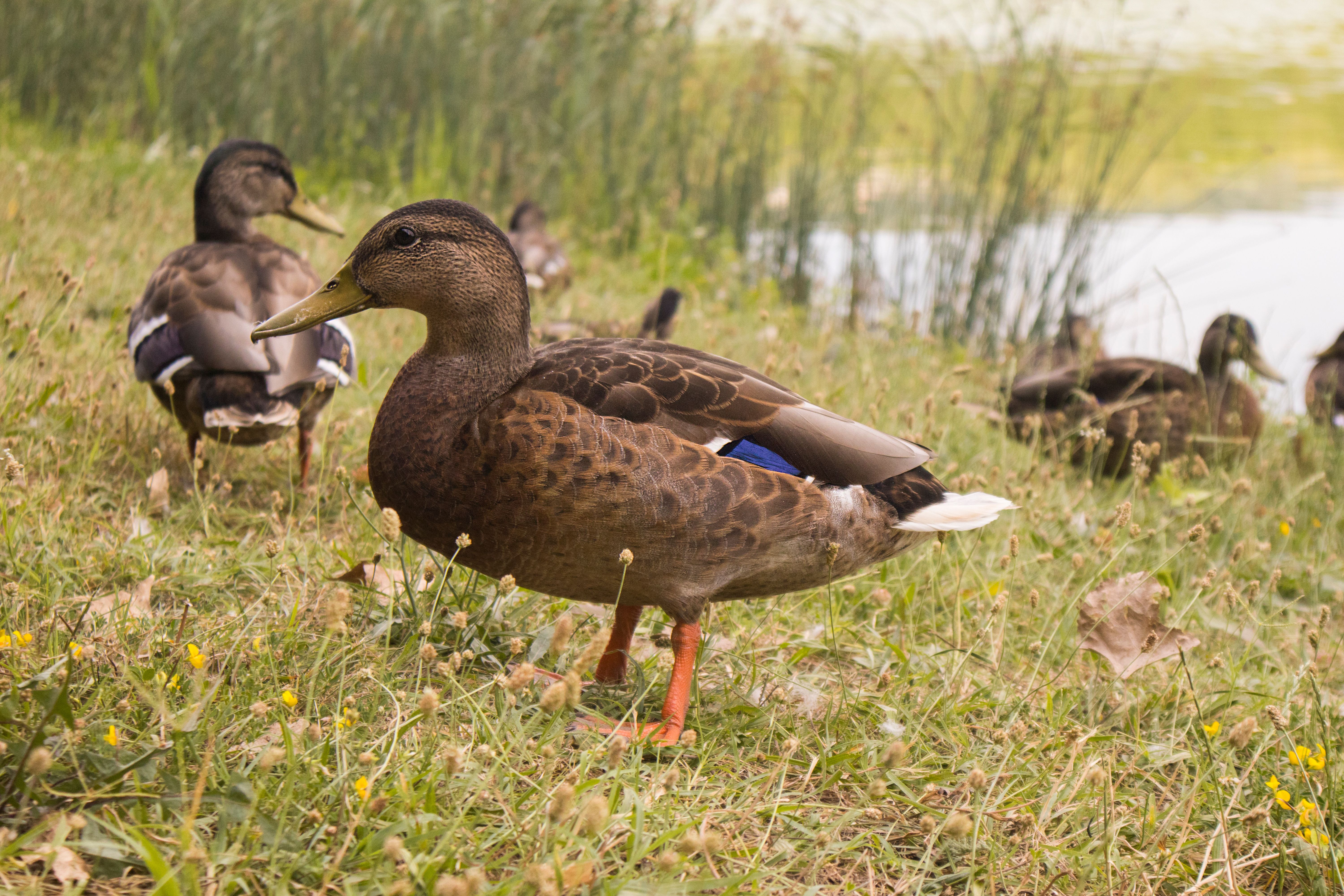 Ducks on Lakeshore · Free Stock Photo