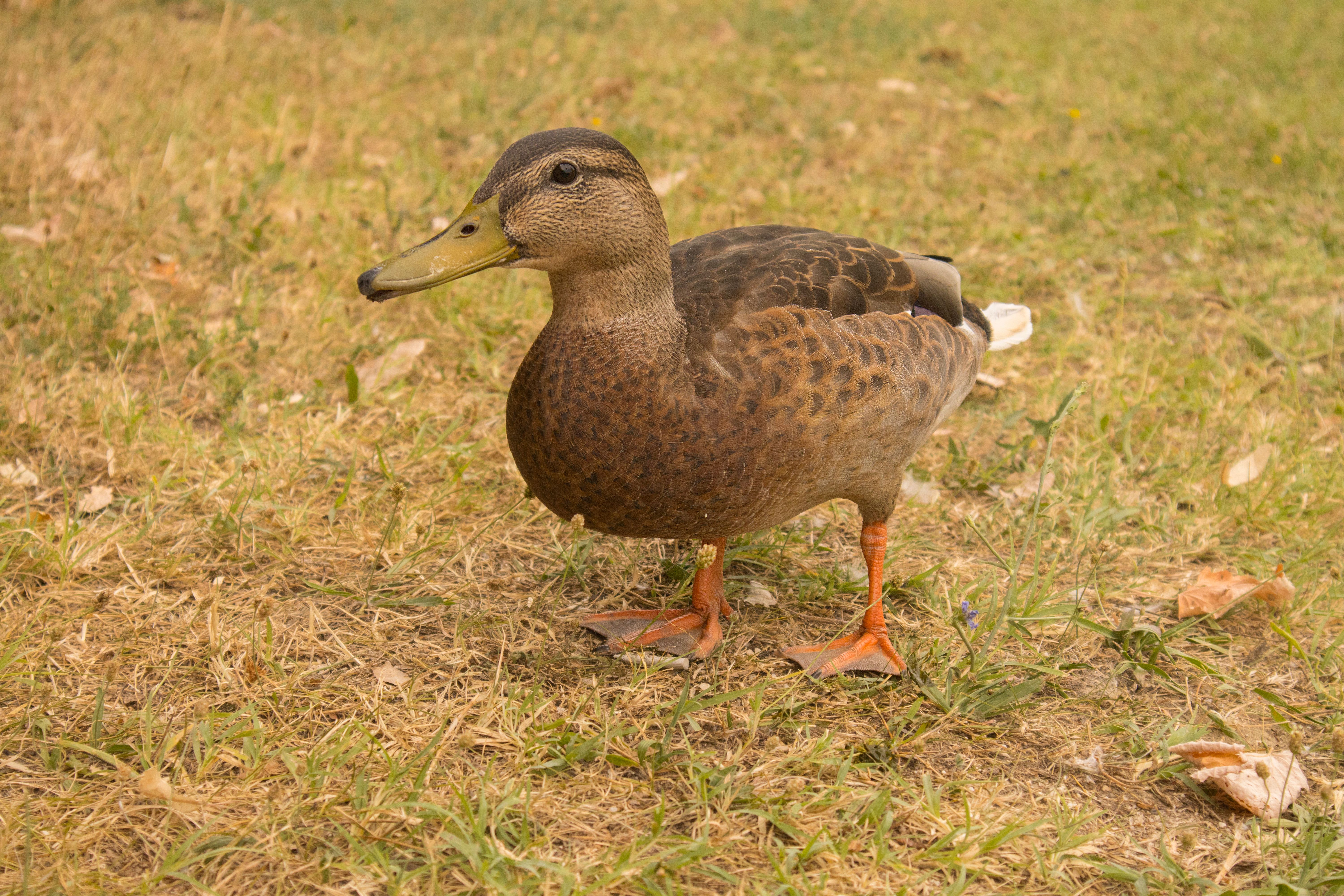 Wild Female Duck Standing on Grass · Free Stock Photo