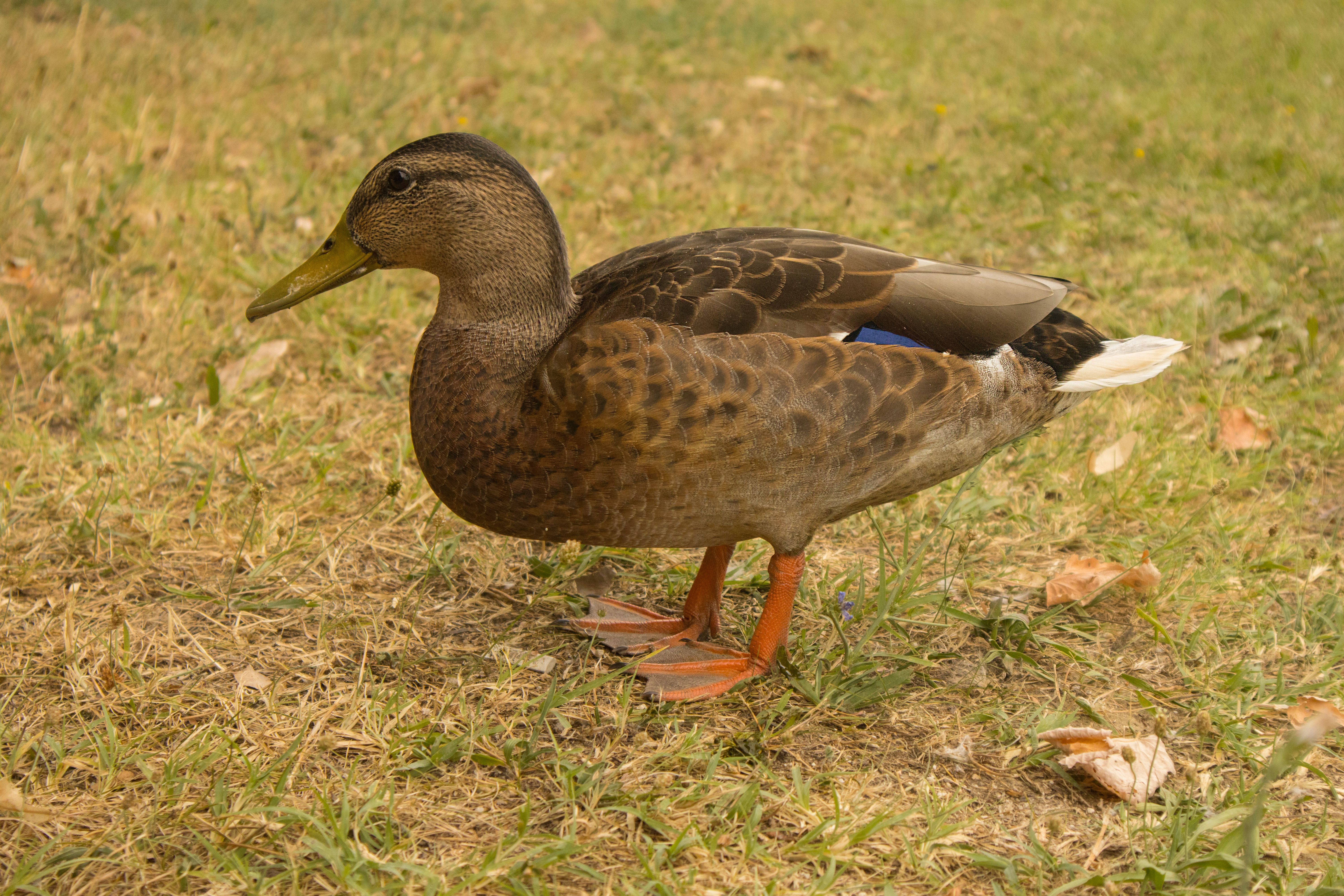 A duck standing on the grass · Free Stock Photo