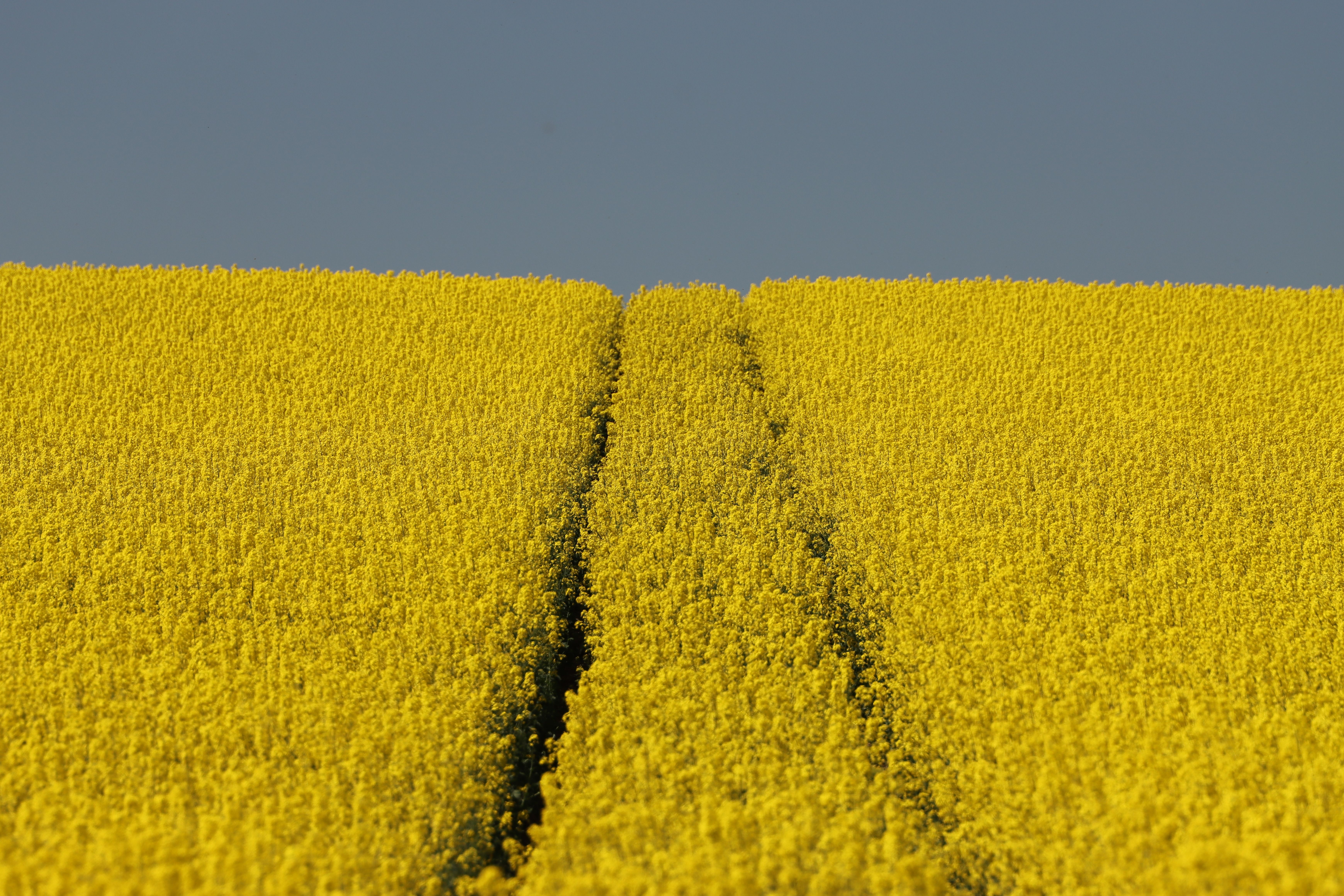 Yellow Field · Free Stock Photo