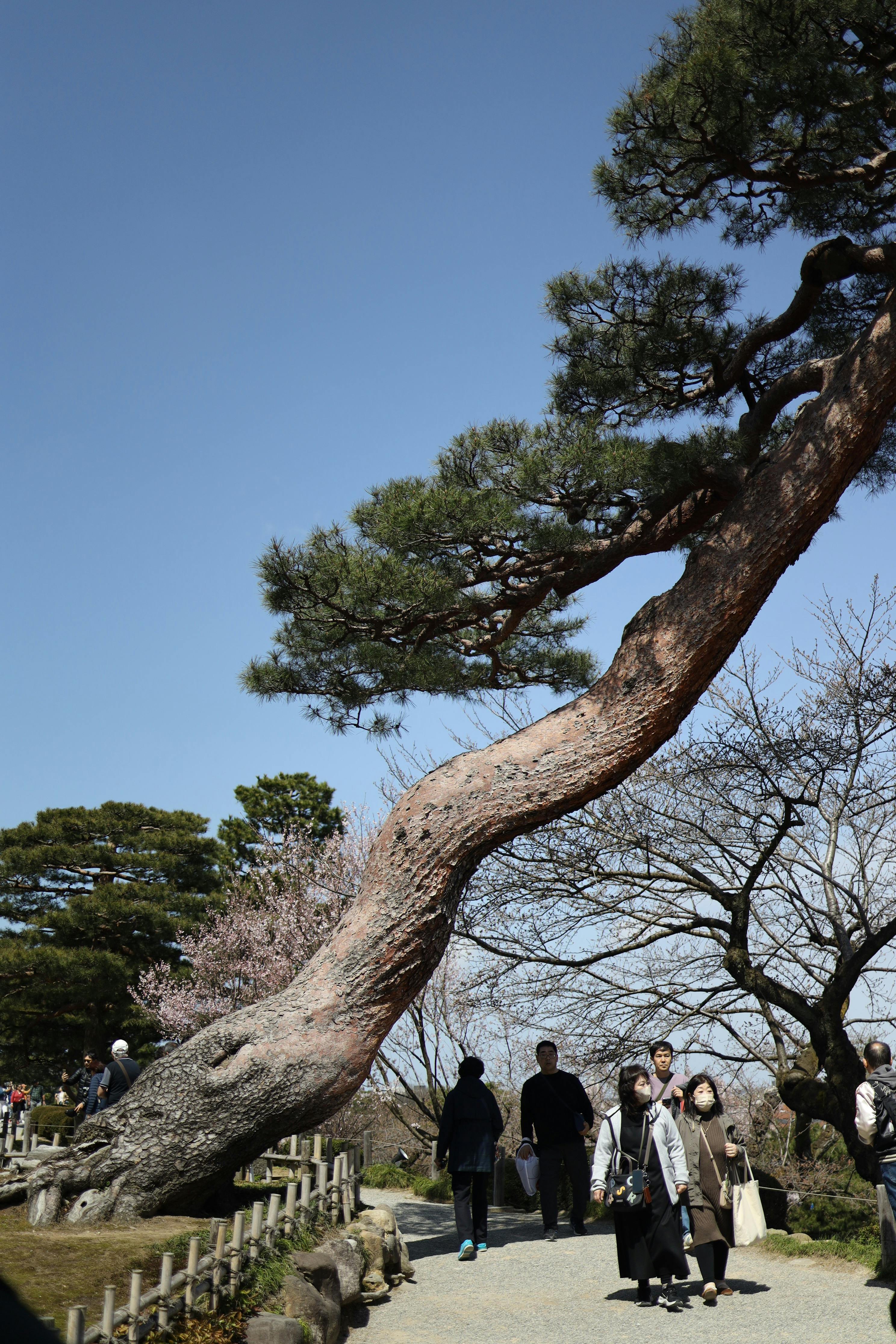 A large pine tree is leaning over a path · Free Stock Photo