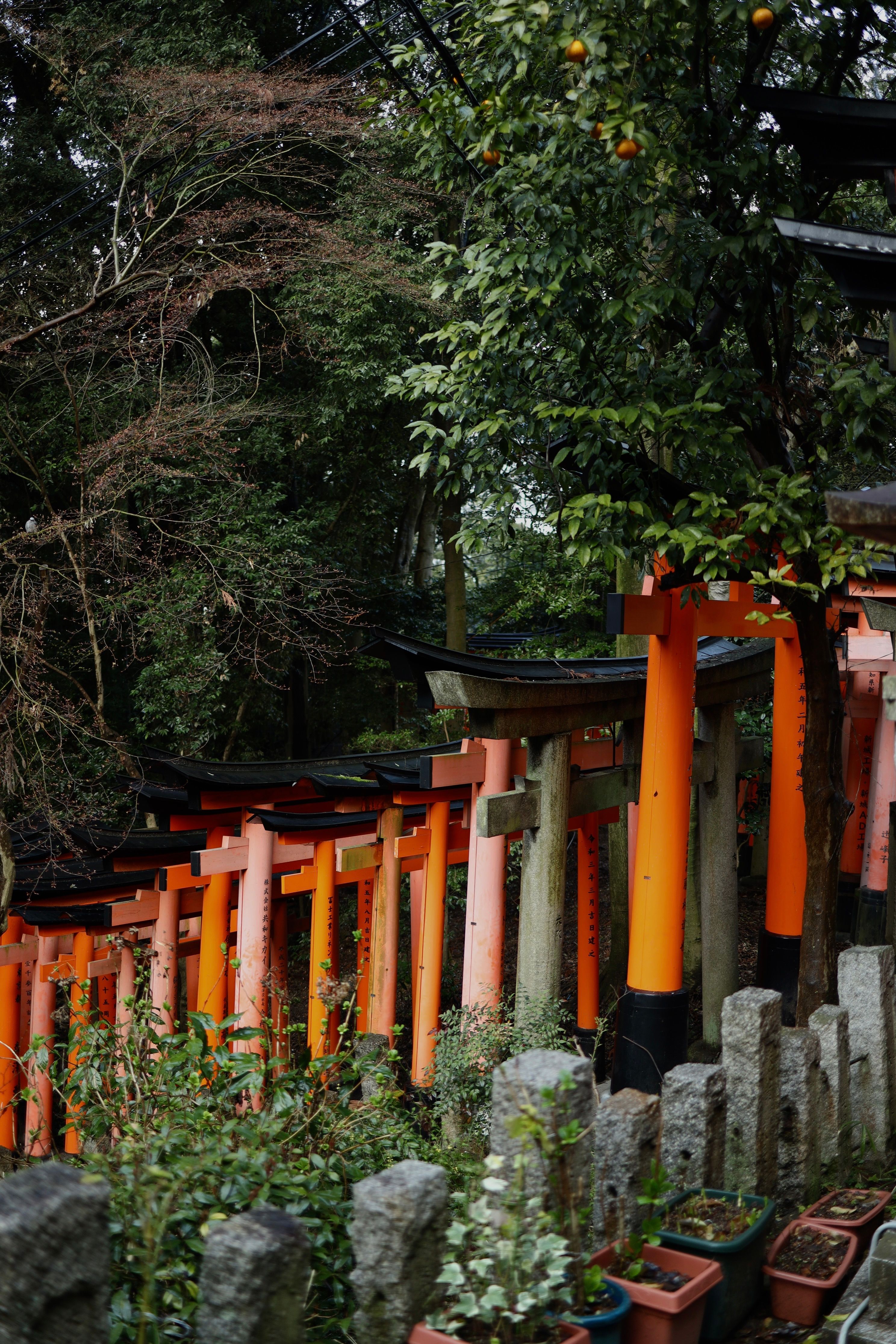 Rows of Torii Gates · Free Stock Photo