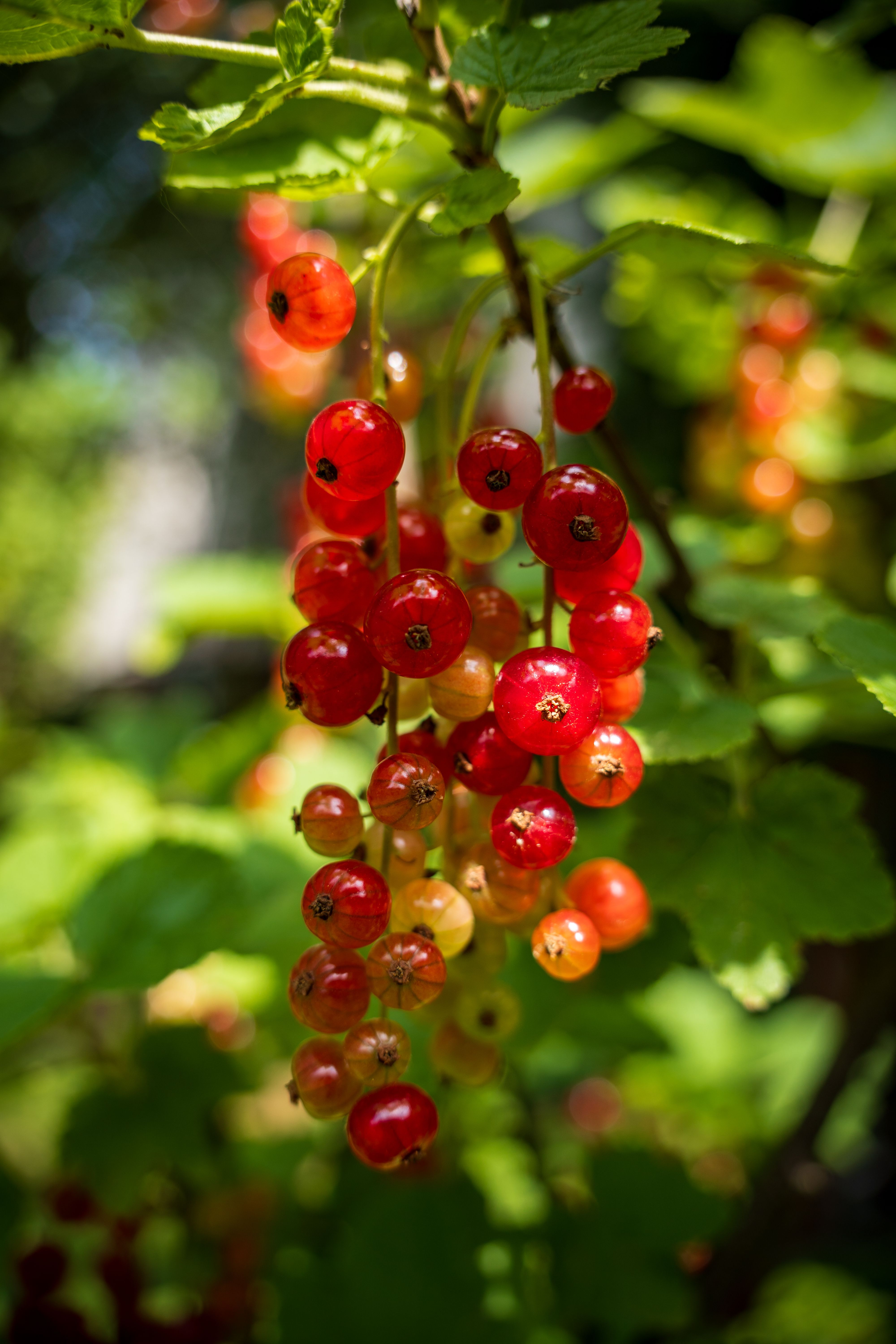 Red Currant Growing Outdoors · Free Stock Photo