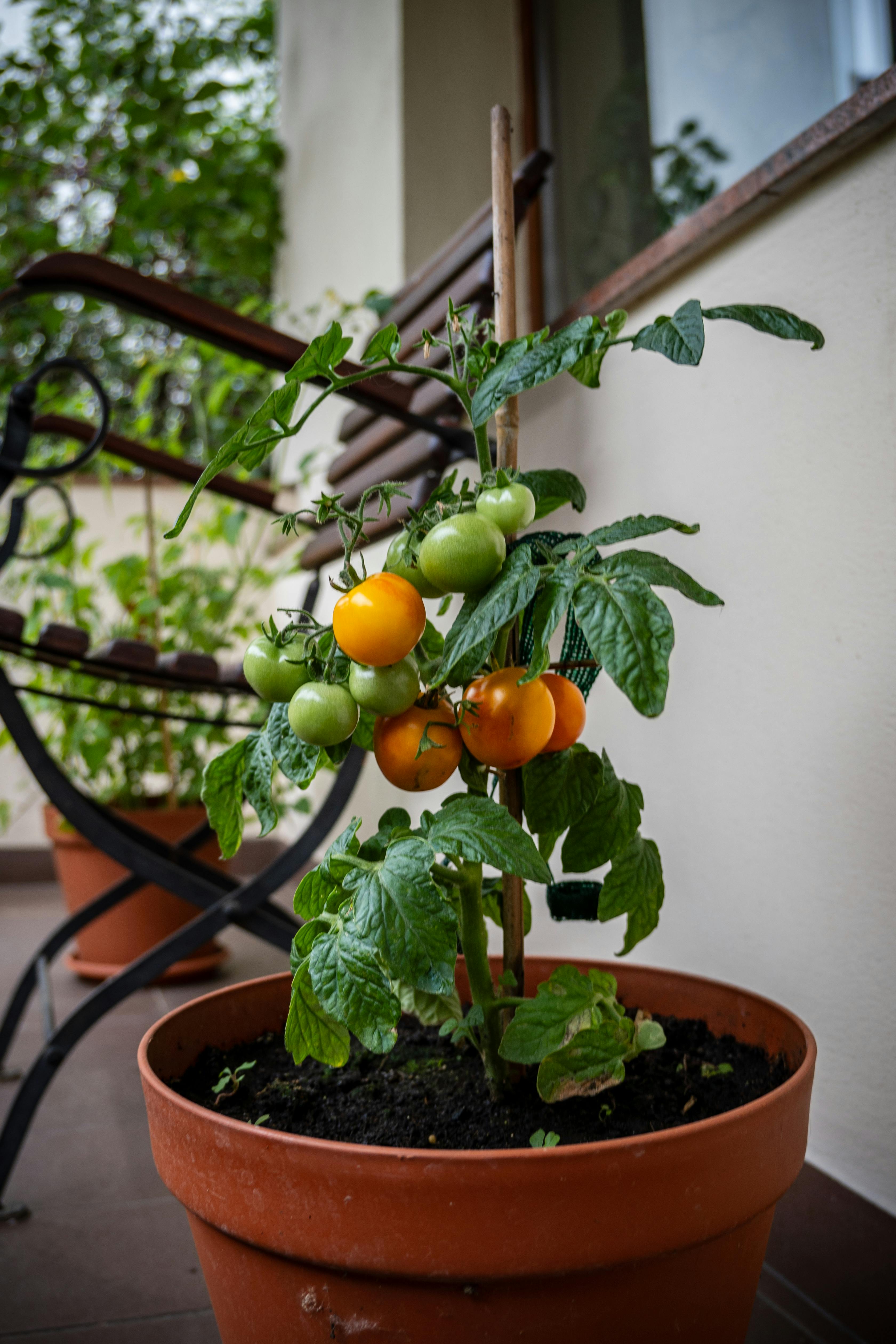 Tomatoes on a Shrub · Free Stock Photo