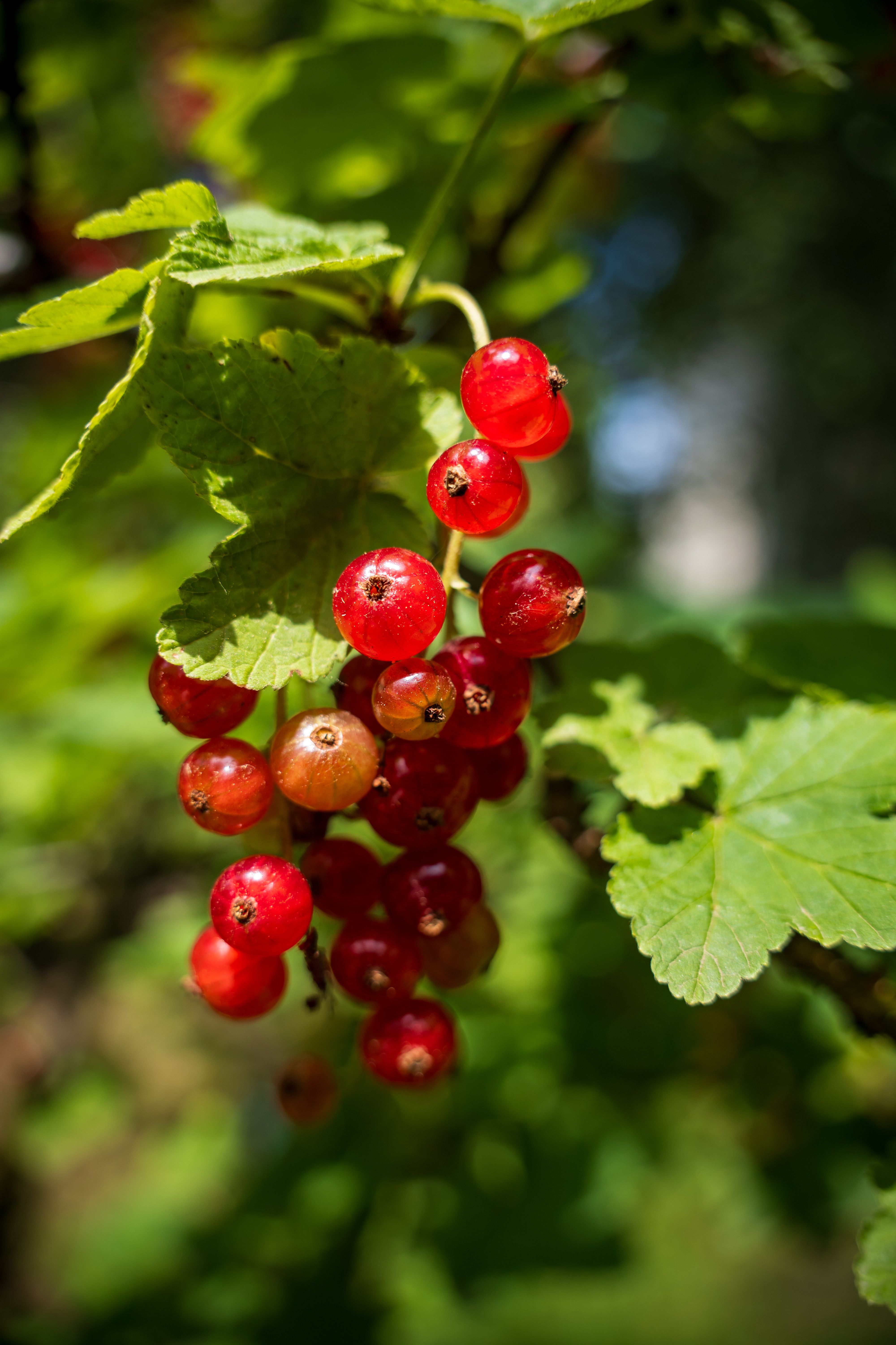 Currants on a Shrub · Free Stock Photo
