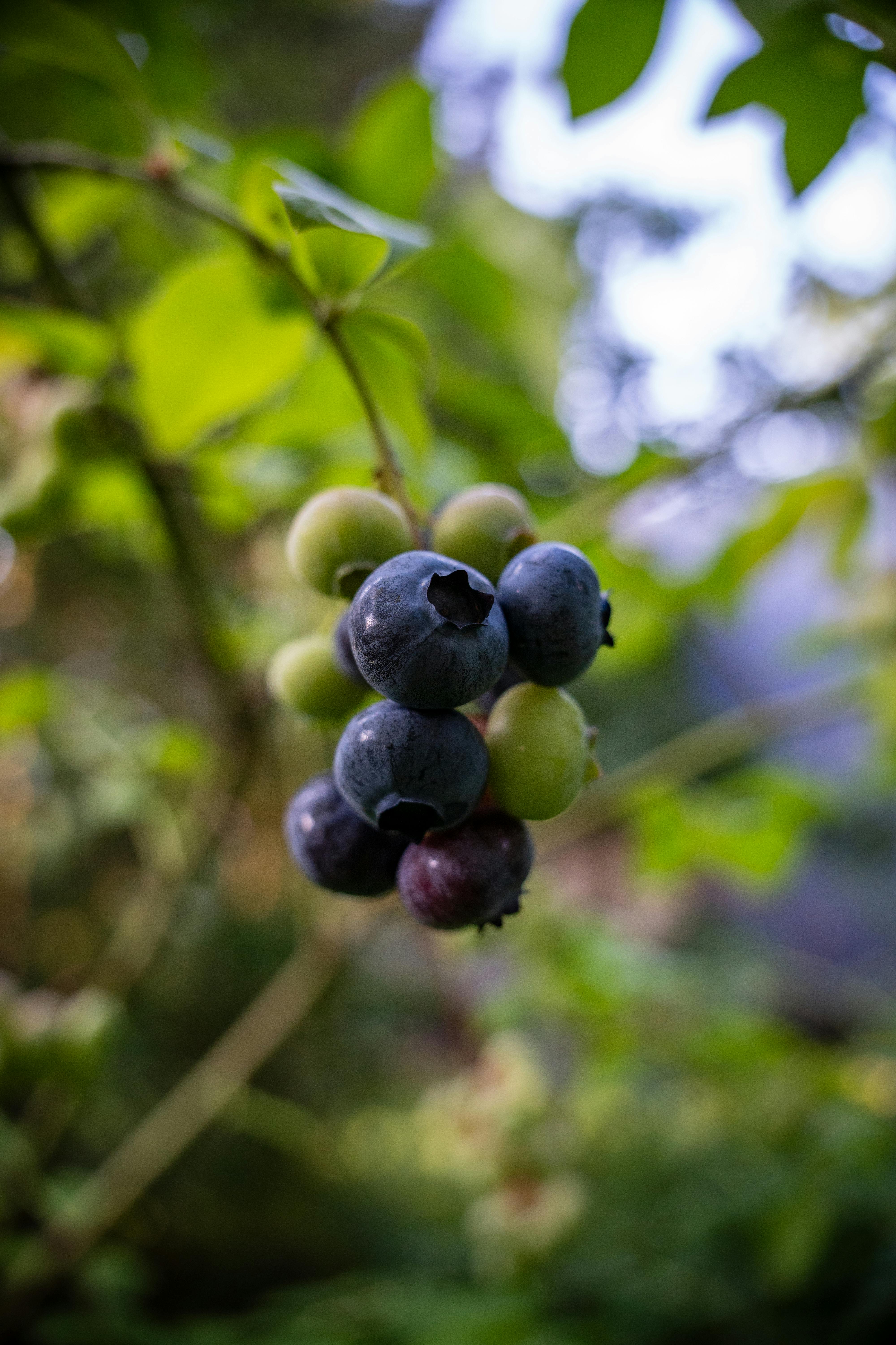 Blueberries on a tree branch in the garden · Free Stock Photo