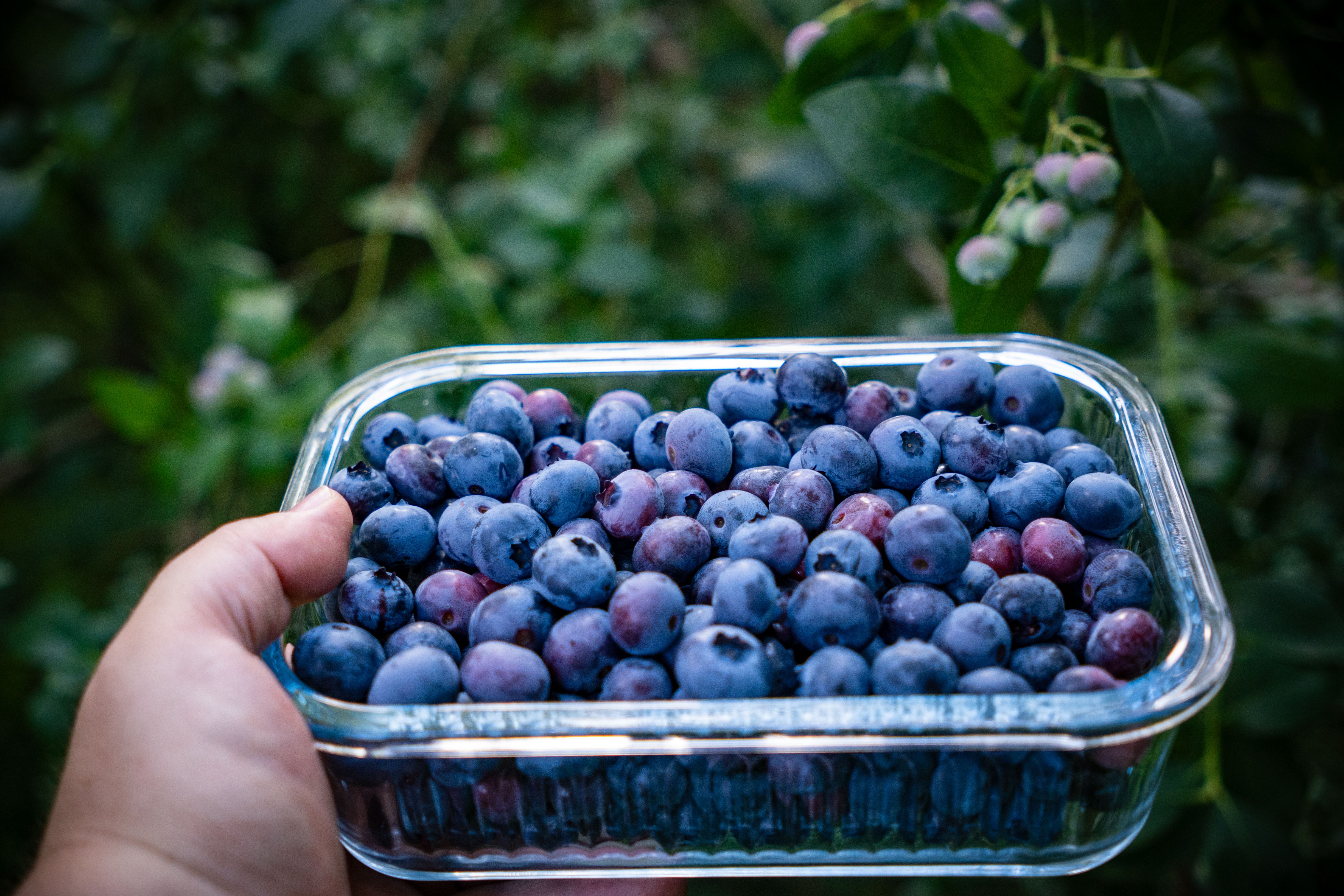 Hand of a Person Holding a Box of Freshly Picked Blueberries · Free ...