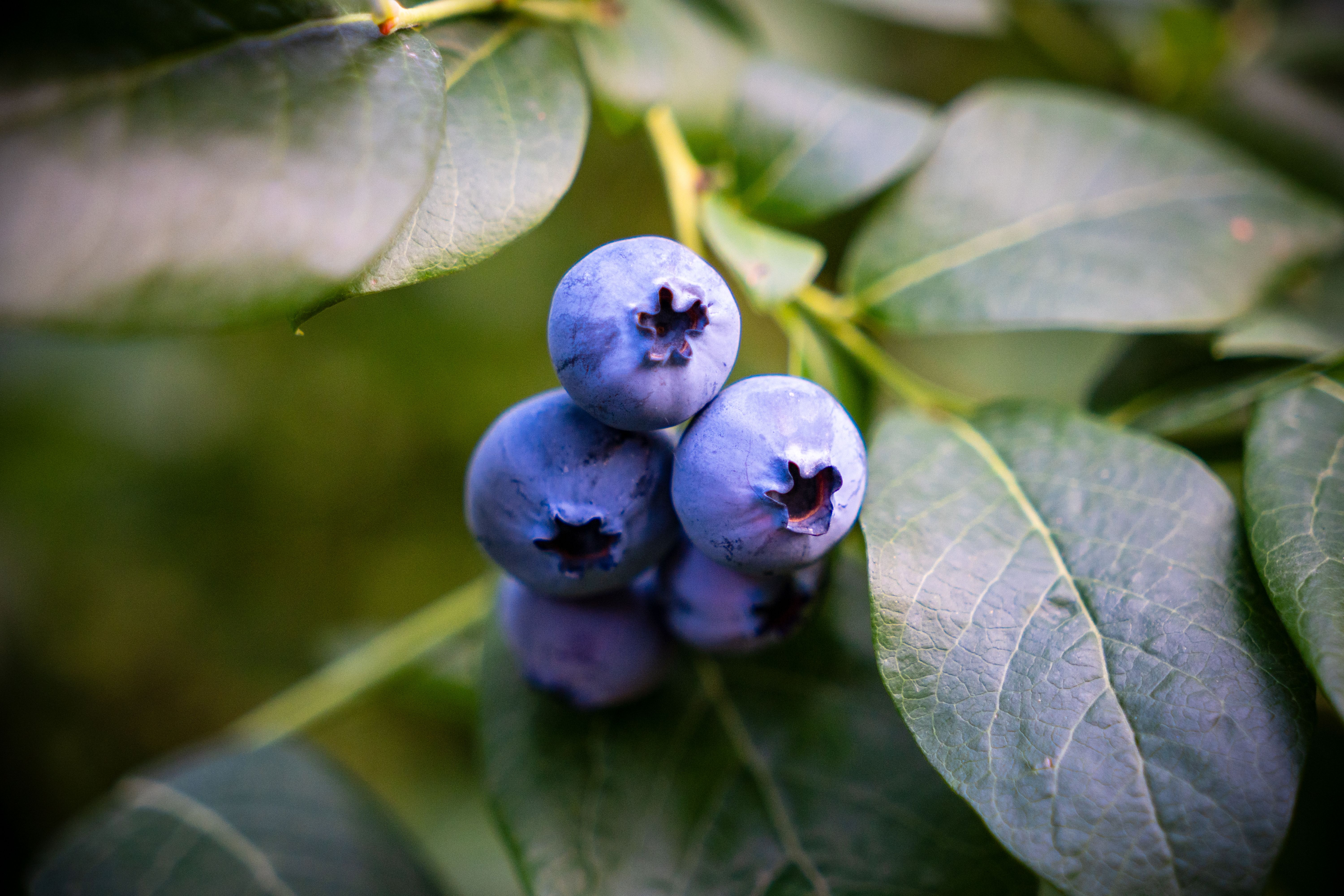 Close-Up of Growing Blueberries · Free Stock Photo